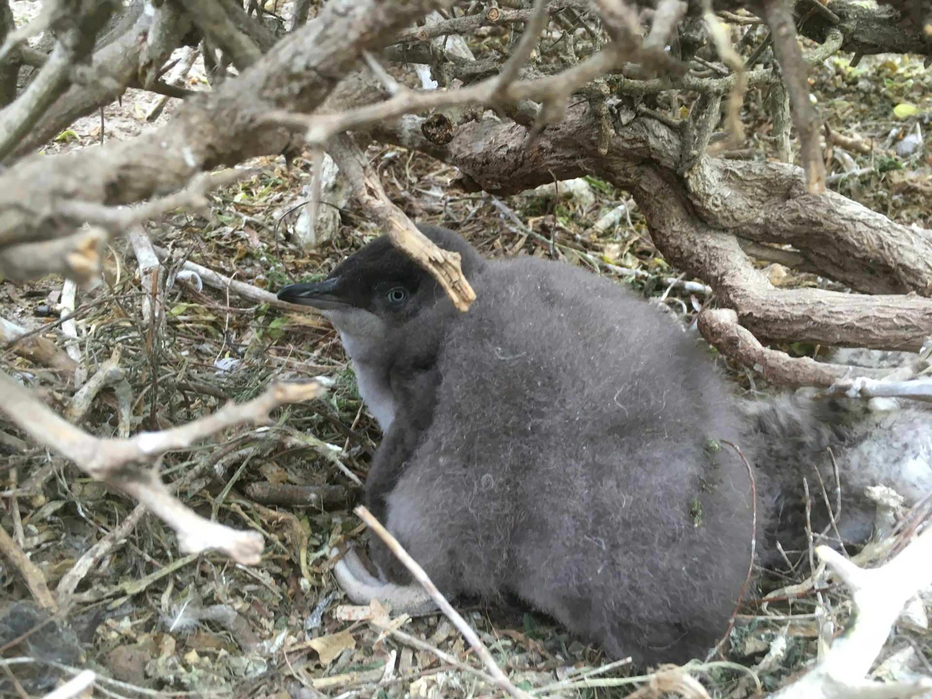 ‘Unseen world’: researchers capture fascinating footage of the world’s ...