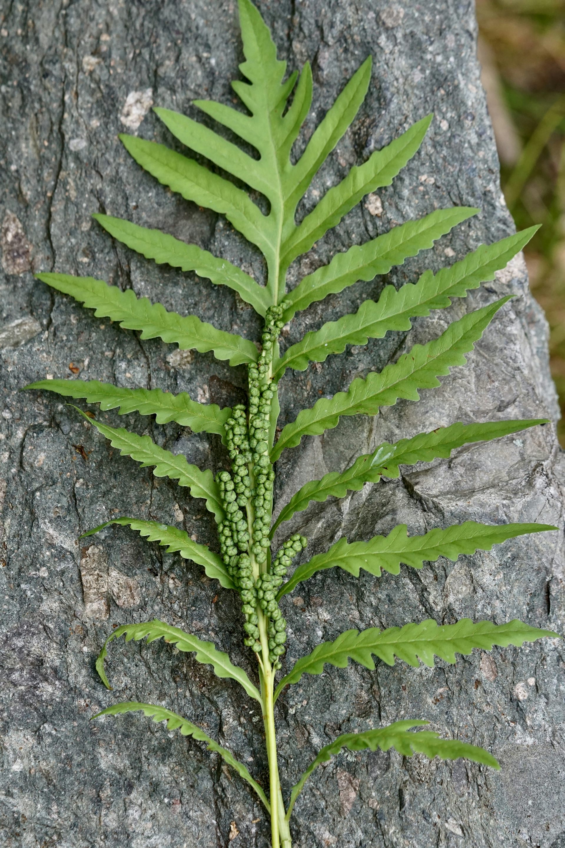 Ferns’ ability to evolve ‘backward’ offers insights into the meandering ...