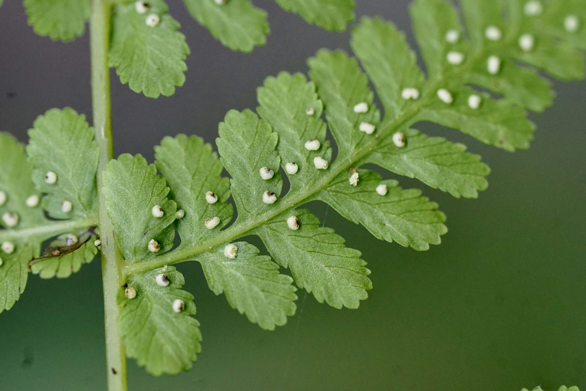 Ferns’ ability to evolve ‘backward’ offers insights into the meandering ...