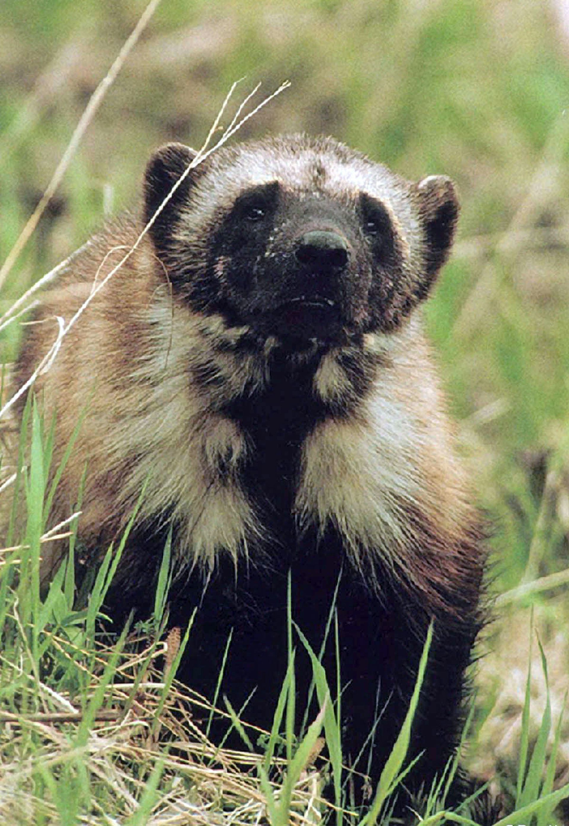 Alberta’s lifting of restrictions on wolverine trapping could spell ...