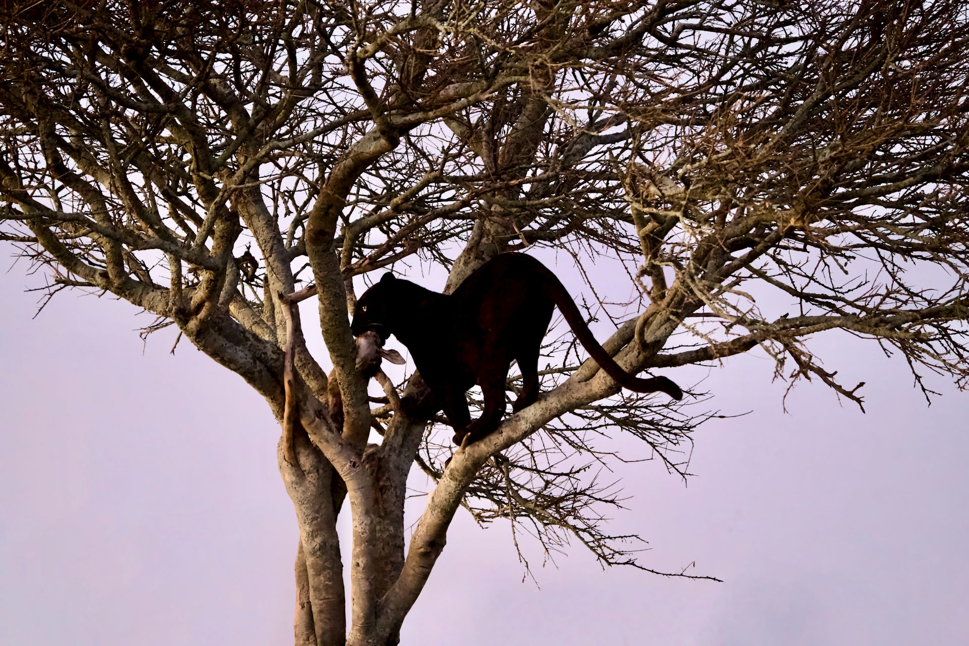 People already live alongside predators in India and Kenya – here’s how ...