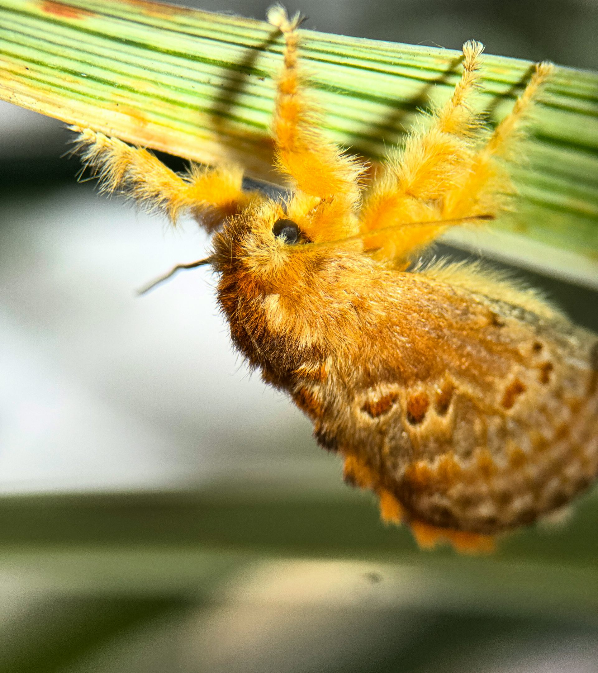 While you sleep, these insects are working hard on the night shift to ...