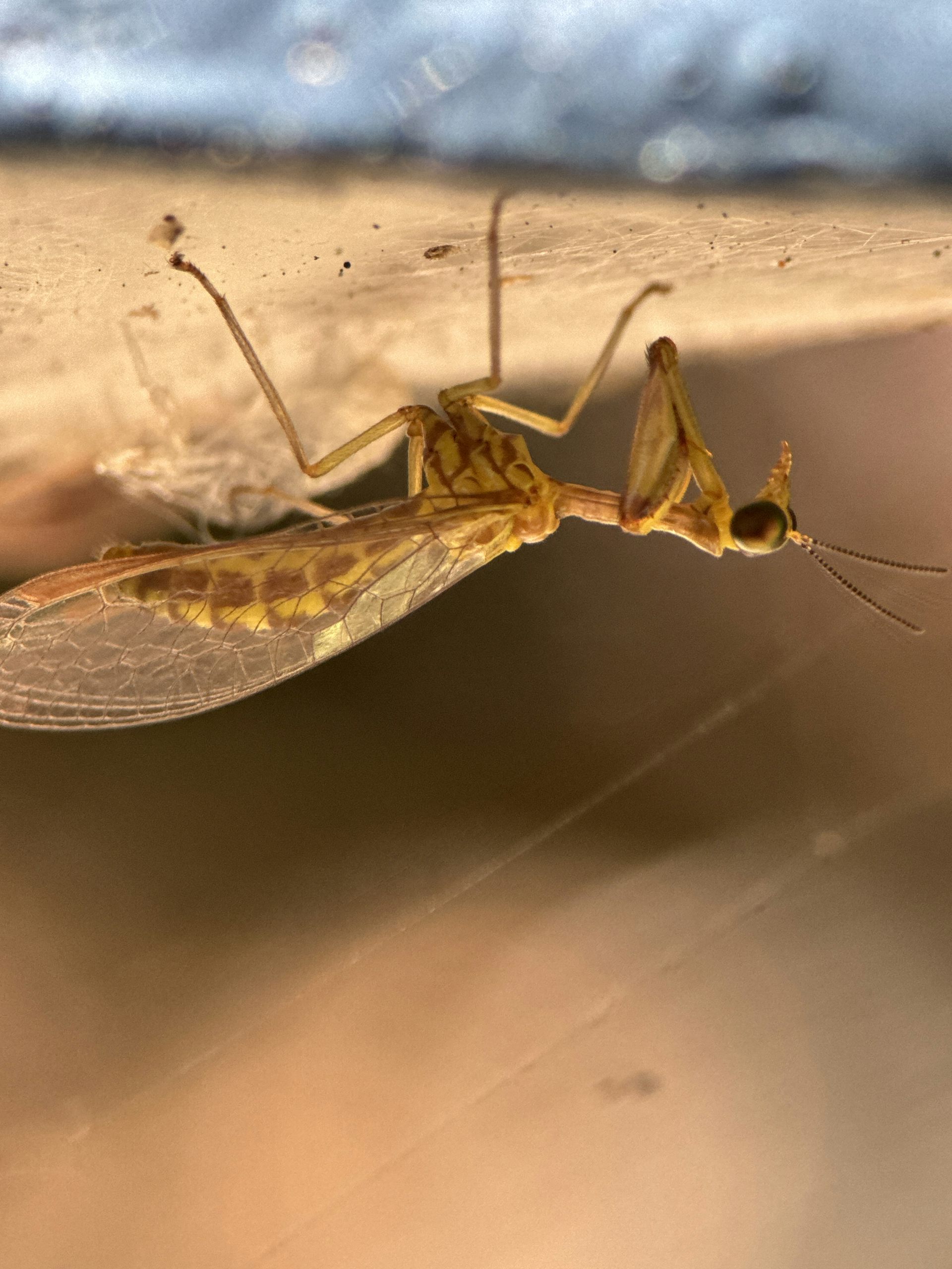 While you sleep, these insects are working hard on the night shift to ...