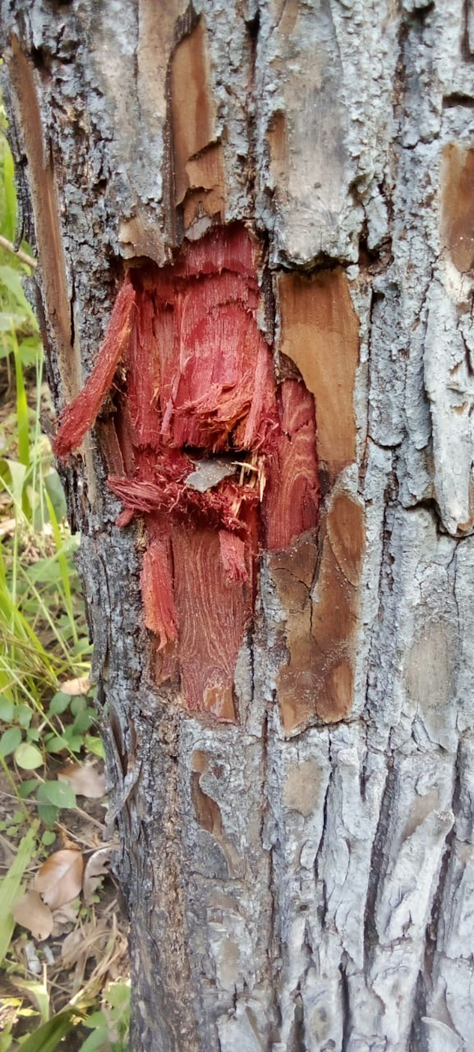 Central India’s indigenous forests are falling victim to bullets and ...