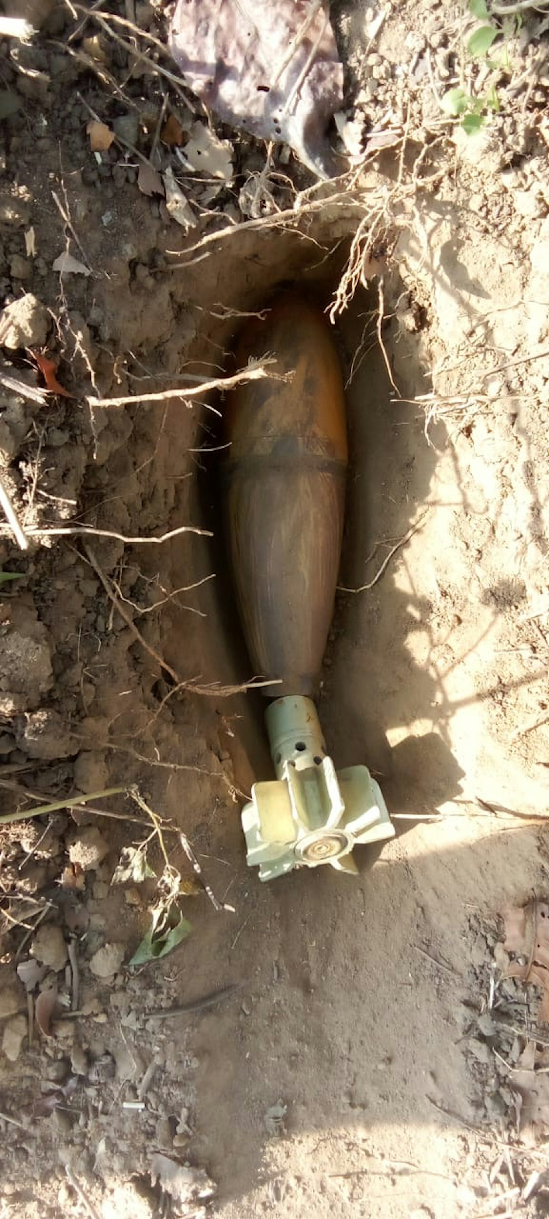 Central India’s indigenous forests are falling victim…