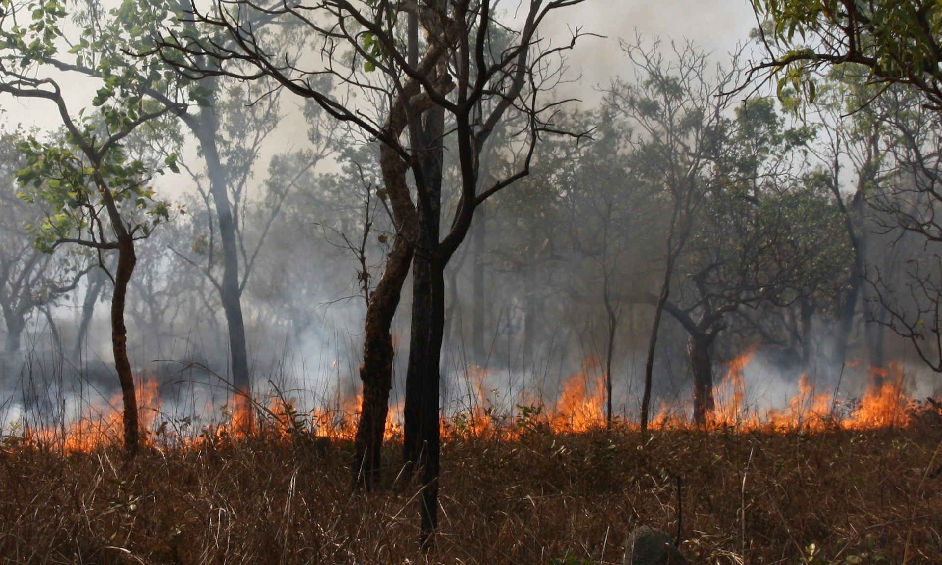 Predators get the advantage when bushfires destroy vegetation