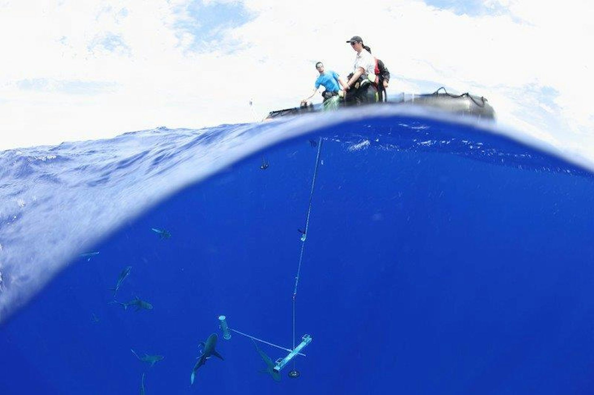 Now is our chance to deliver on the 30% ocean protection target