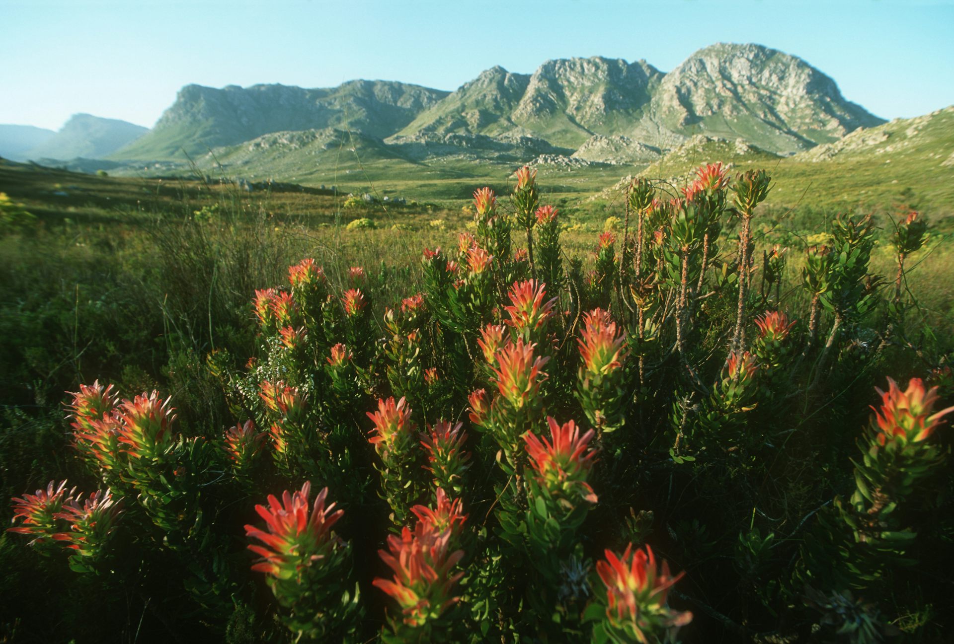 South Africa’s famous fynbos must be preserved – but burning invasive ...