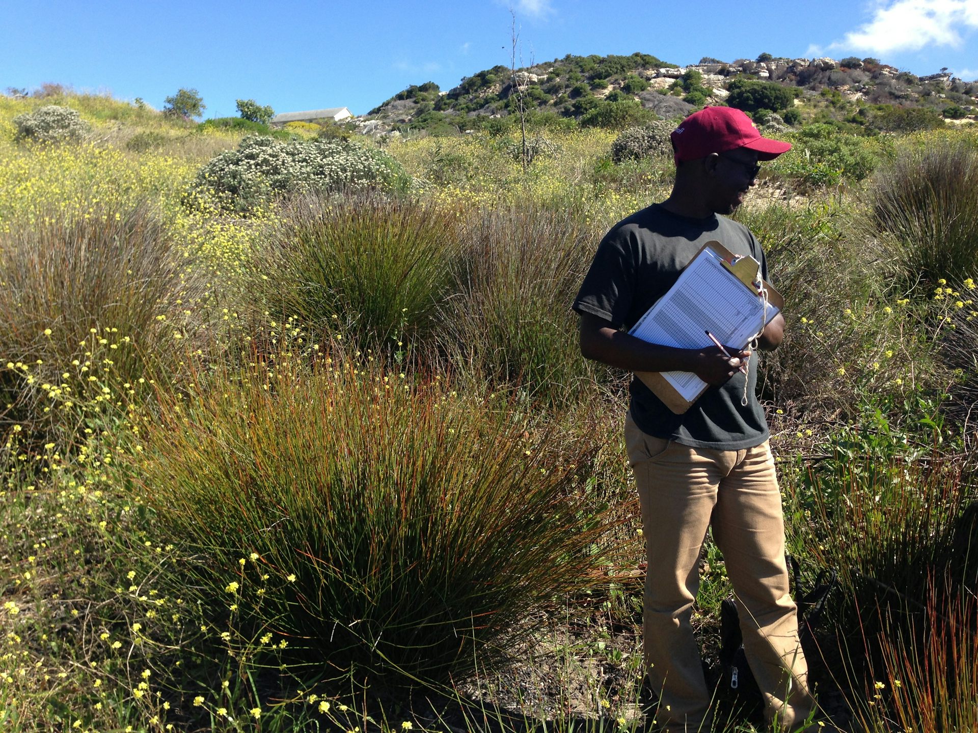 South Africa’s famous fynbos must be preserved – but burning invasive ...