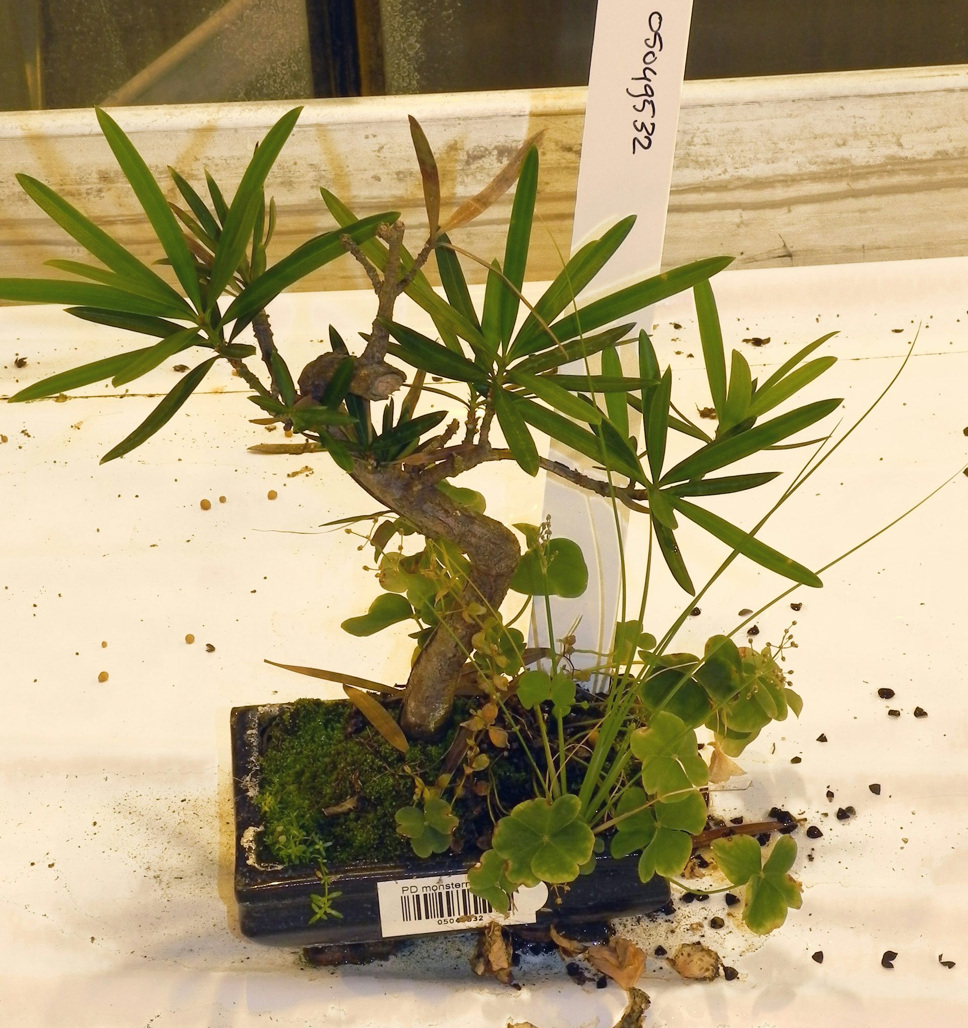 The global plant trade is spreading invasive species to Europe