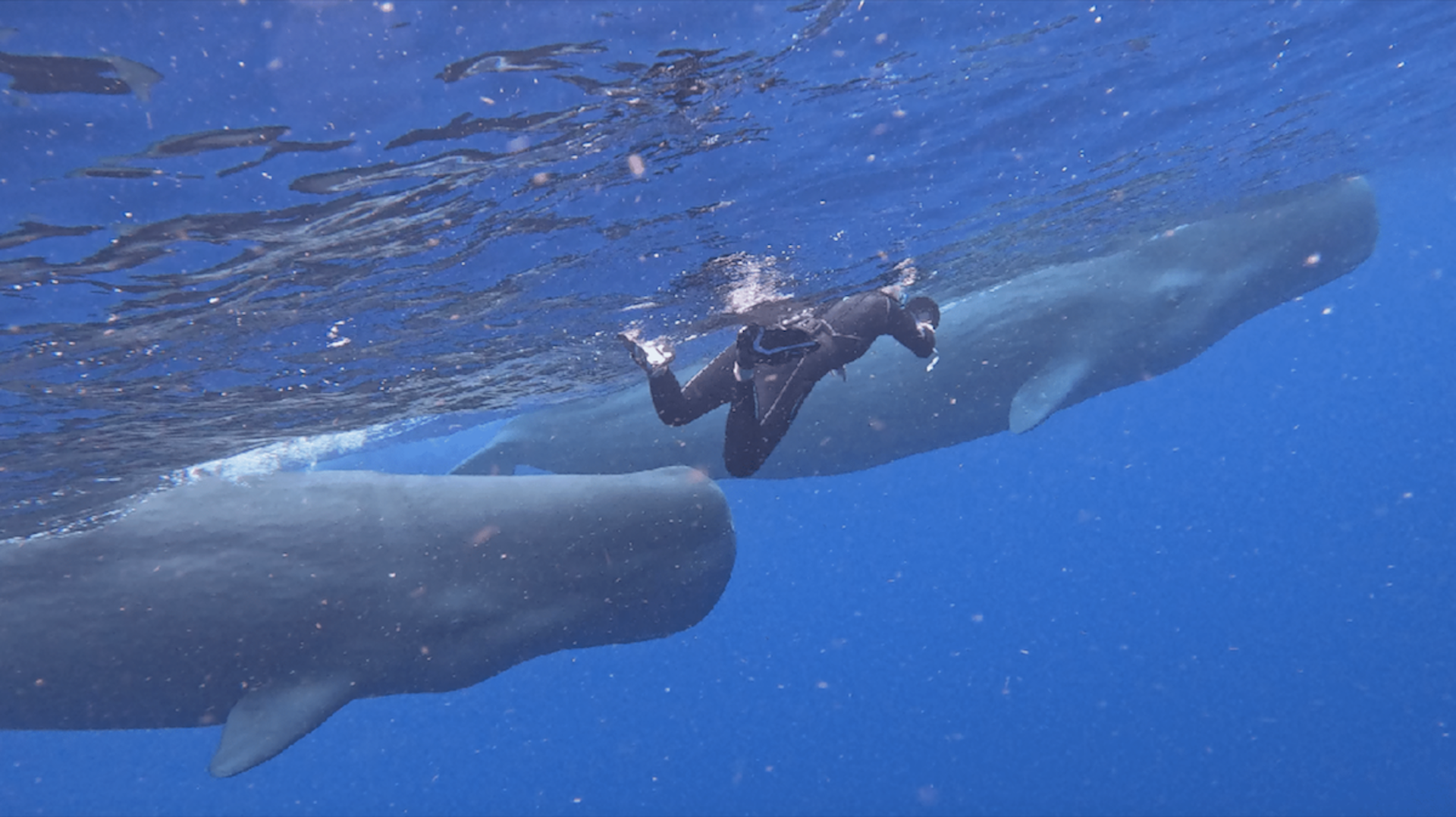 Art, music and science combine at a new whale exhibition at Winchester ...