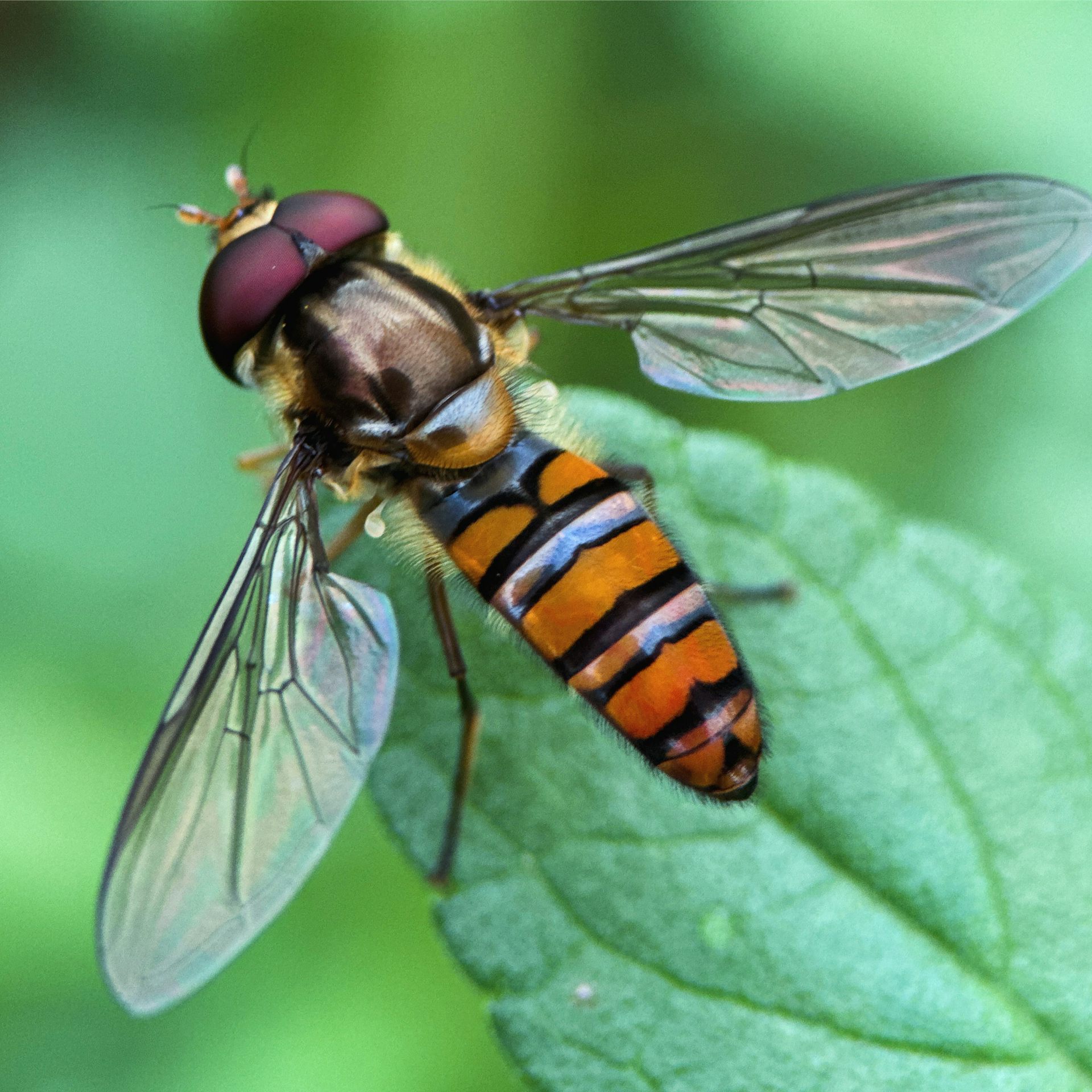 Not just bees and butterflies: beetles and other brilliant bugs are ...