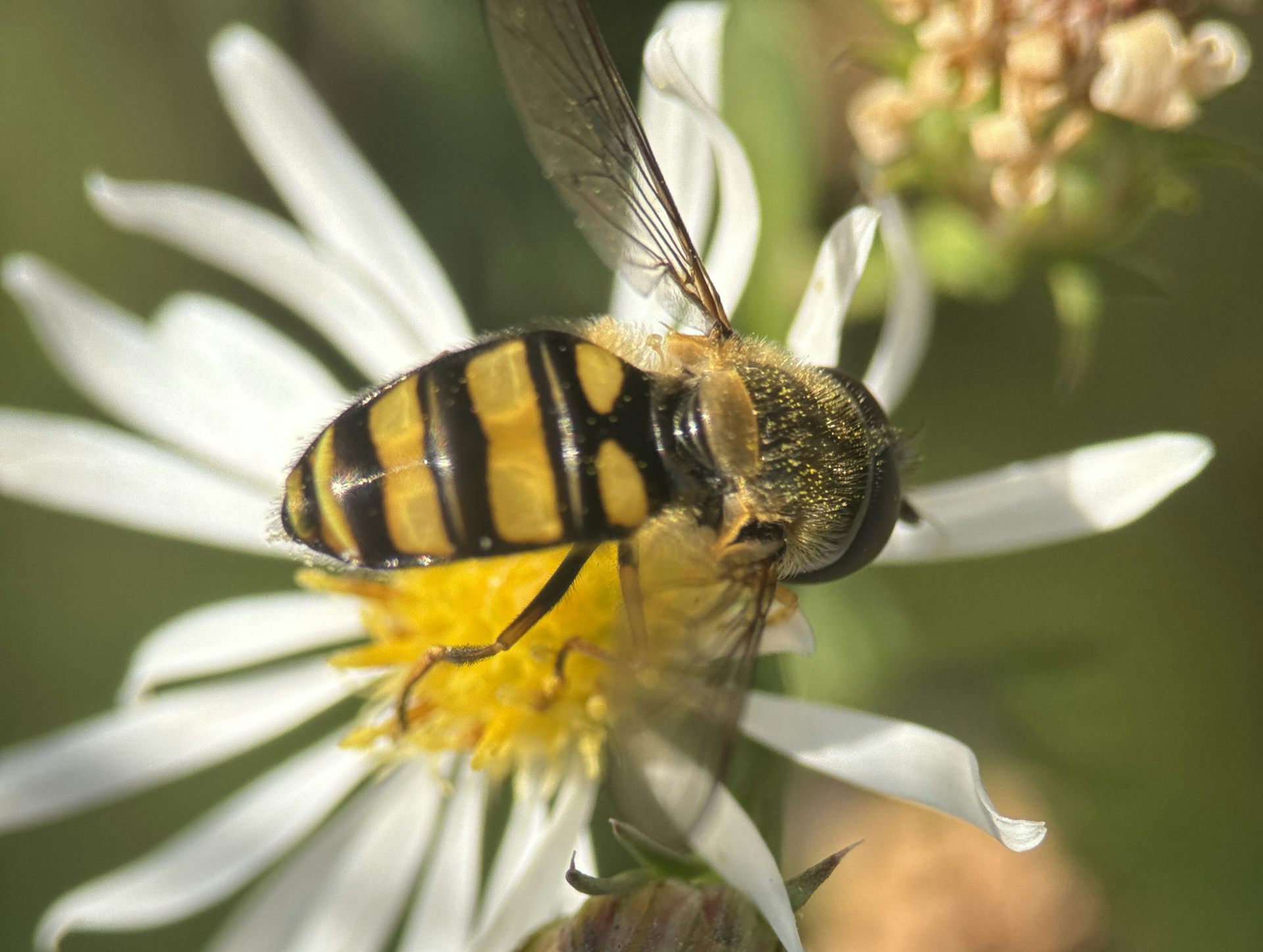 Not just bees and butterflies: beetles and other brilliant bugs are ...