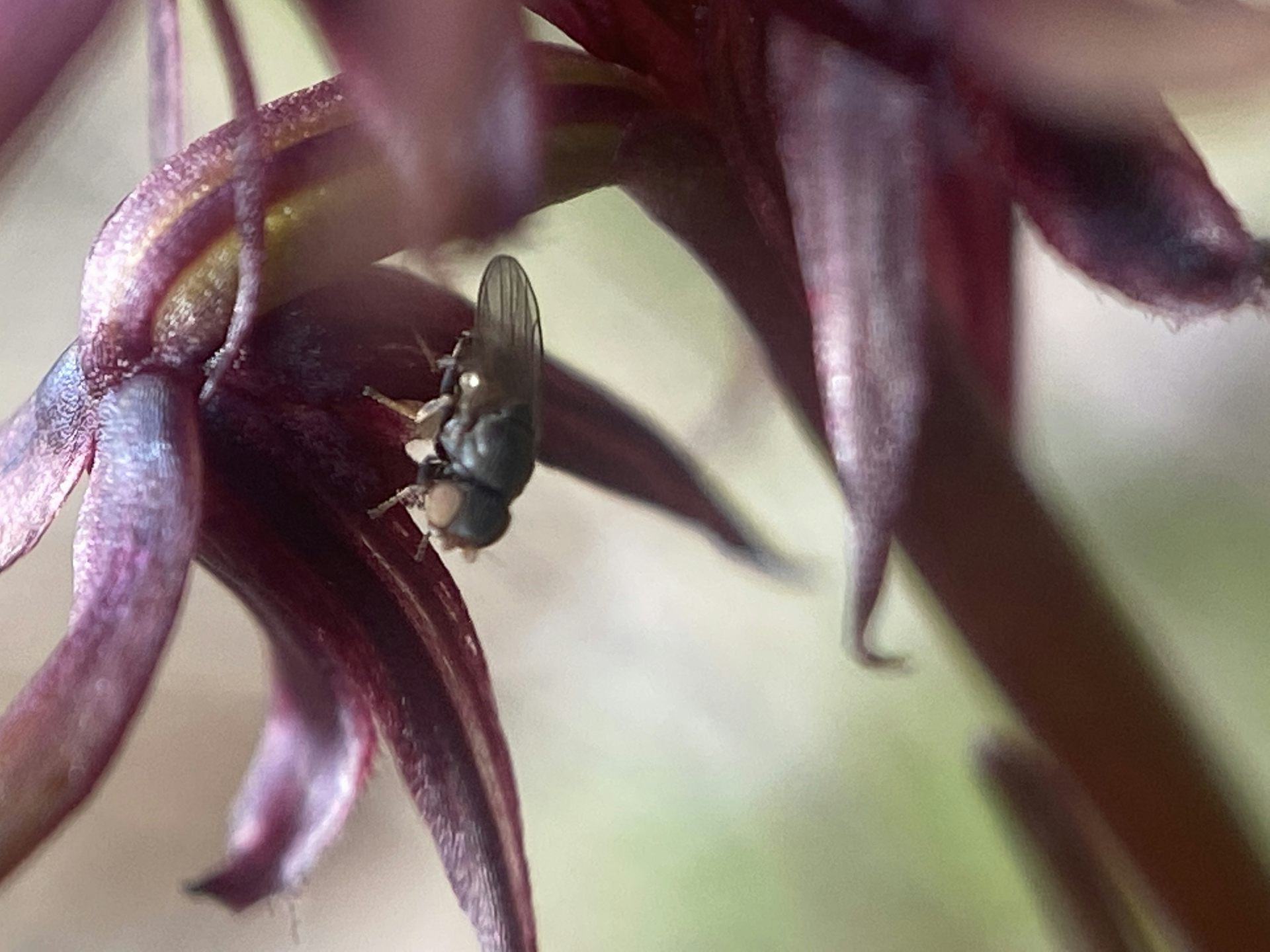 Not just bees and butterflies: beetles and other brilliant bugs are ...