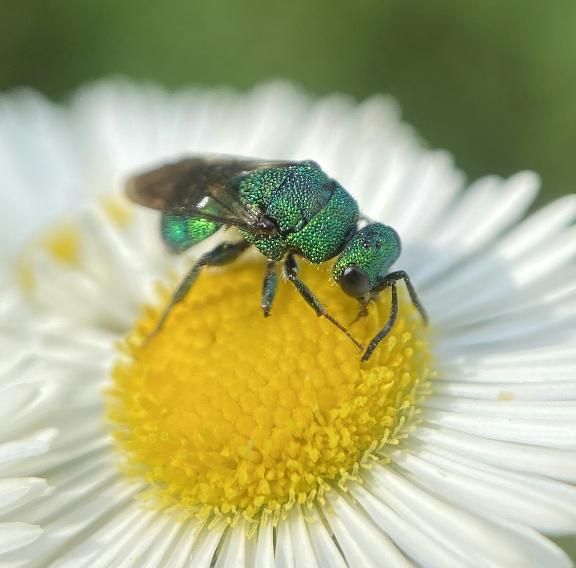 Not just bees and butterflies: beetles and other brilliant bugs are ...