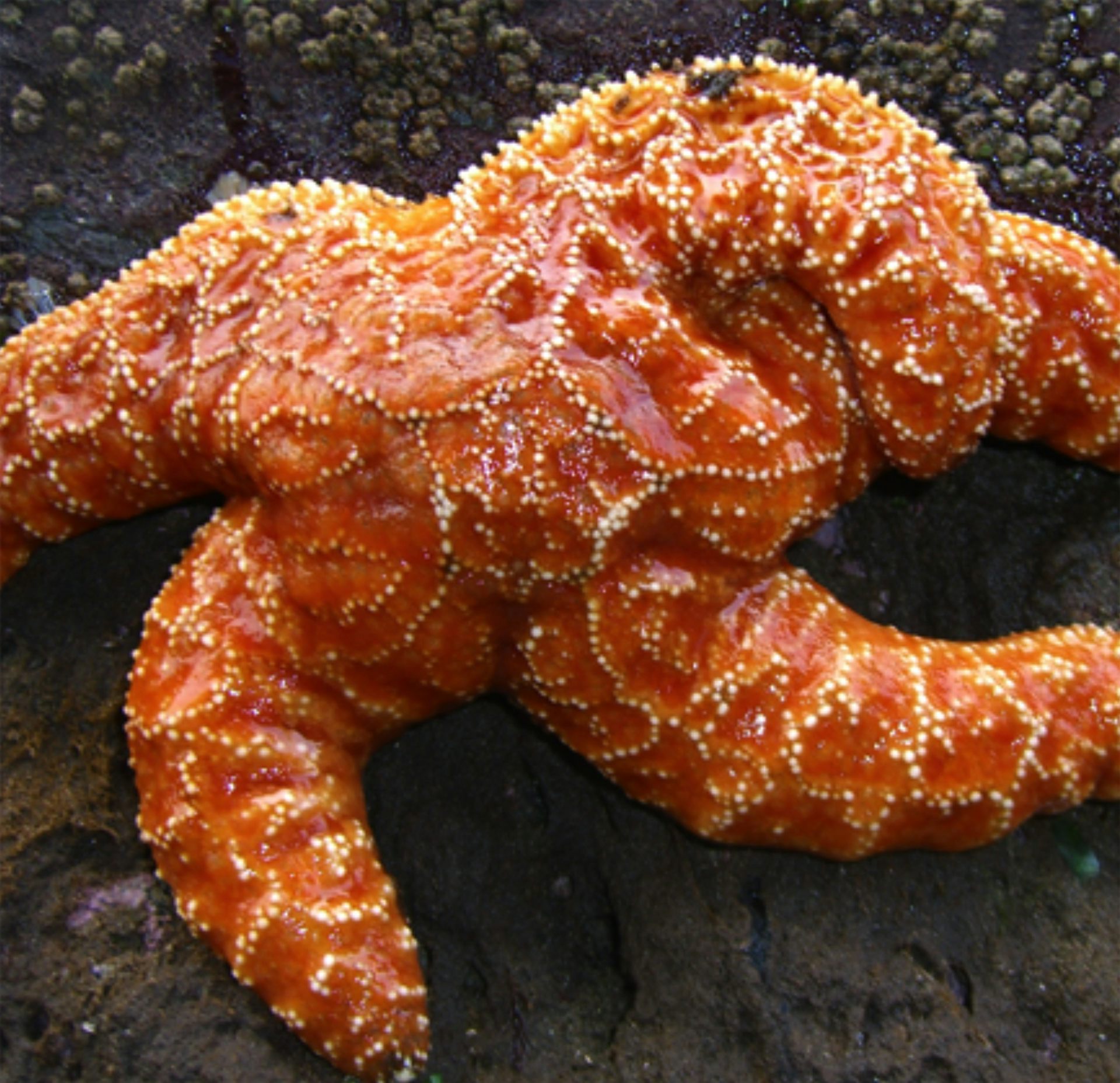 Mystery virus that turned millions of starfish into goo is finally ...
