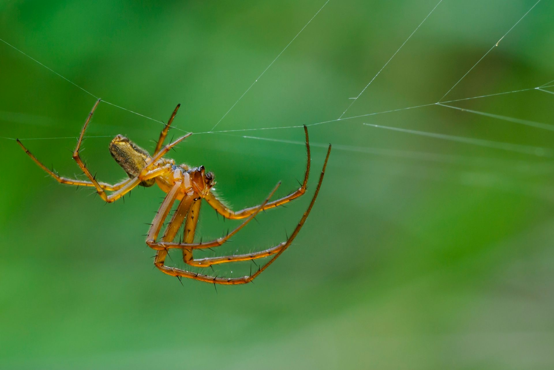 laba-laba – News, Research and Analysis – The Conversation – page 1