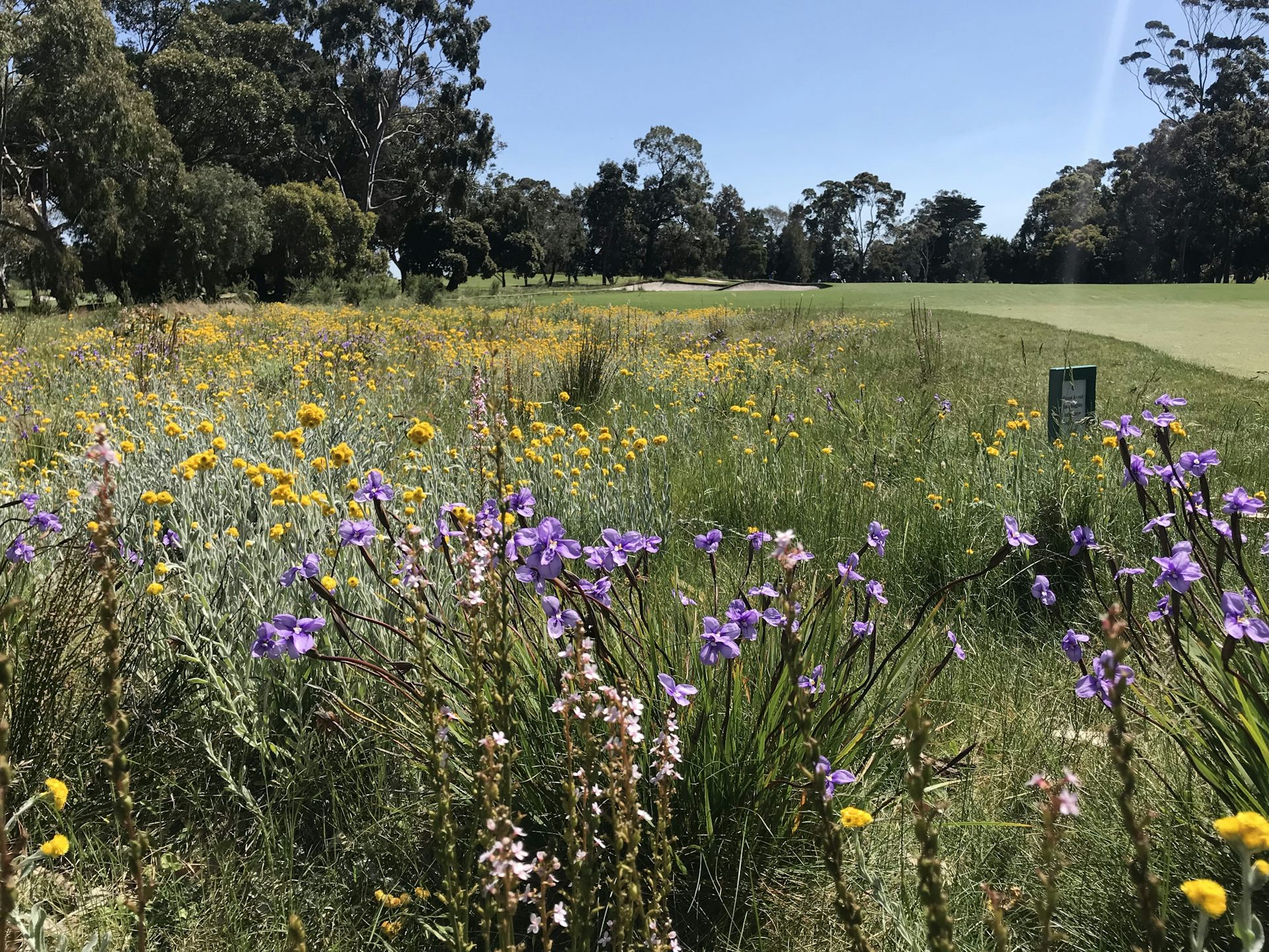 Golf courses can be safe havens for wildlife and beacons of biodiversity