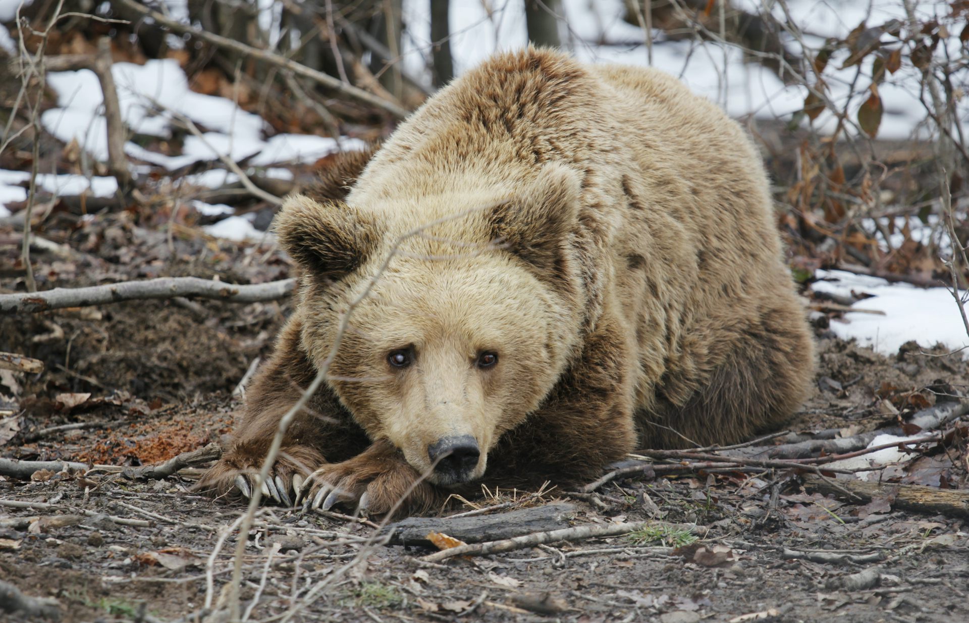 Economic gloom makes humans stockpile food like animals hoarding for winter