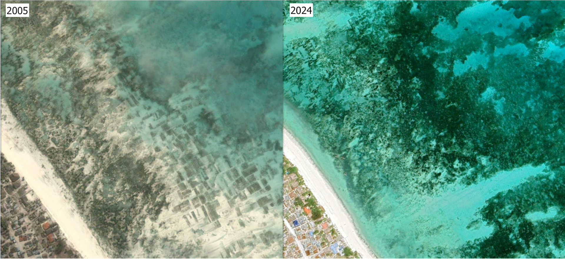 Expanding seaweed farms pose a risk to vital marine life