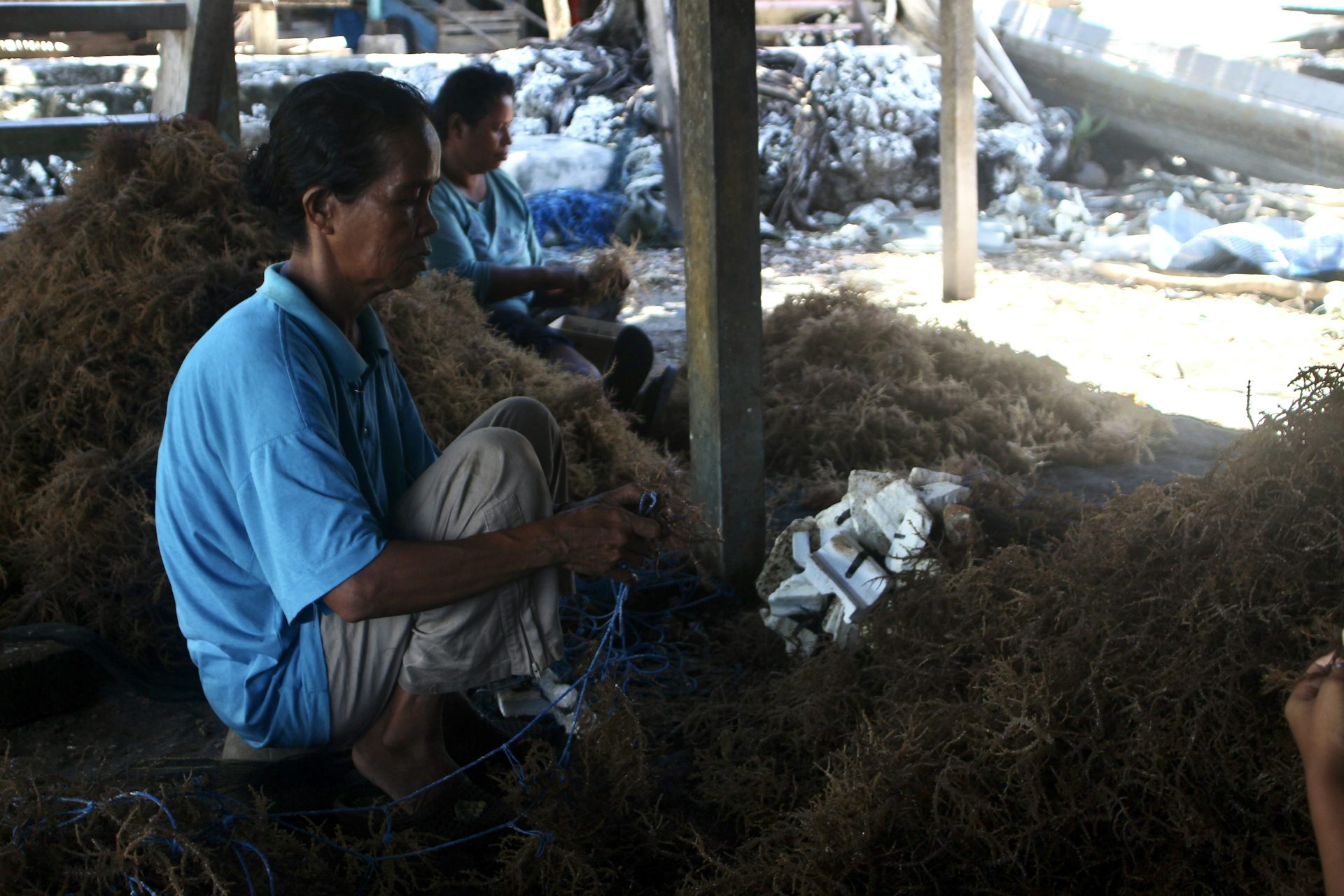Ekspansi budi daya rumput laut berisiko mengancam kelangsungan padang ...