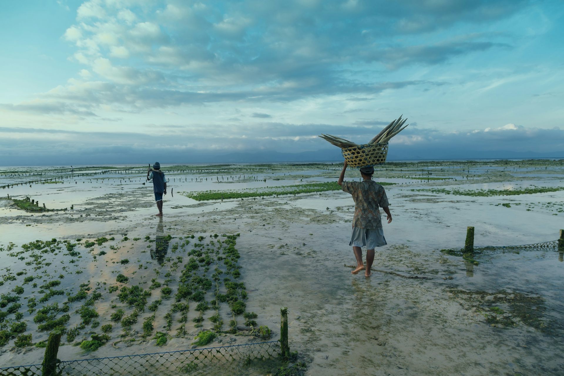 Expanding seaweed farms pose a risk to vital marine life