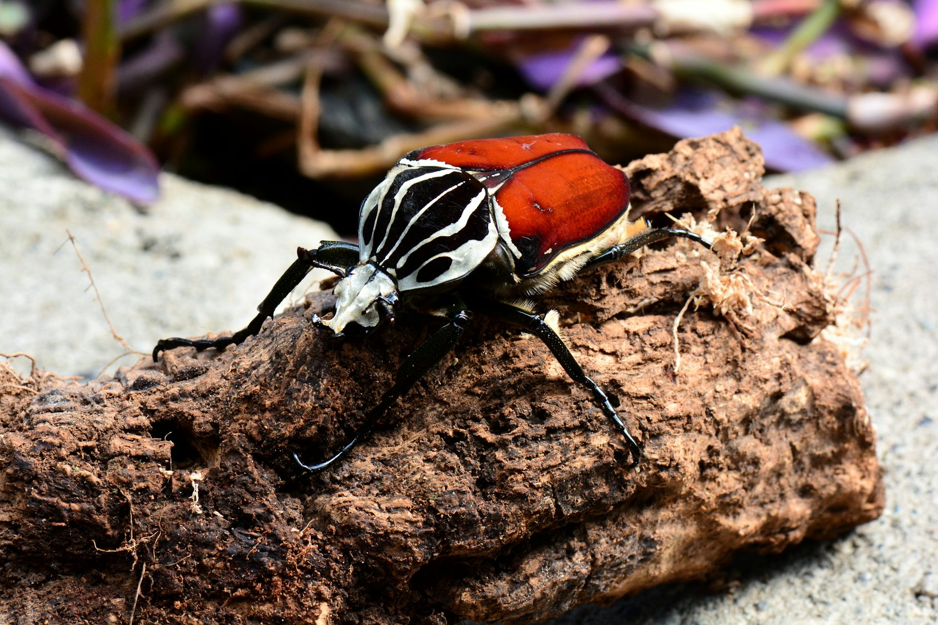 World’s largest insect faces extinction: how to save two species of ...