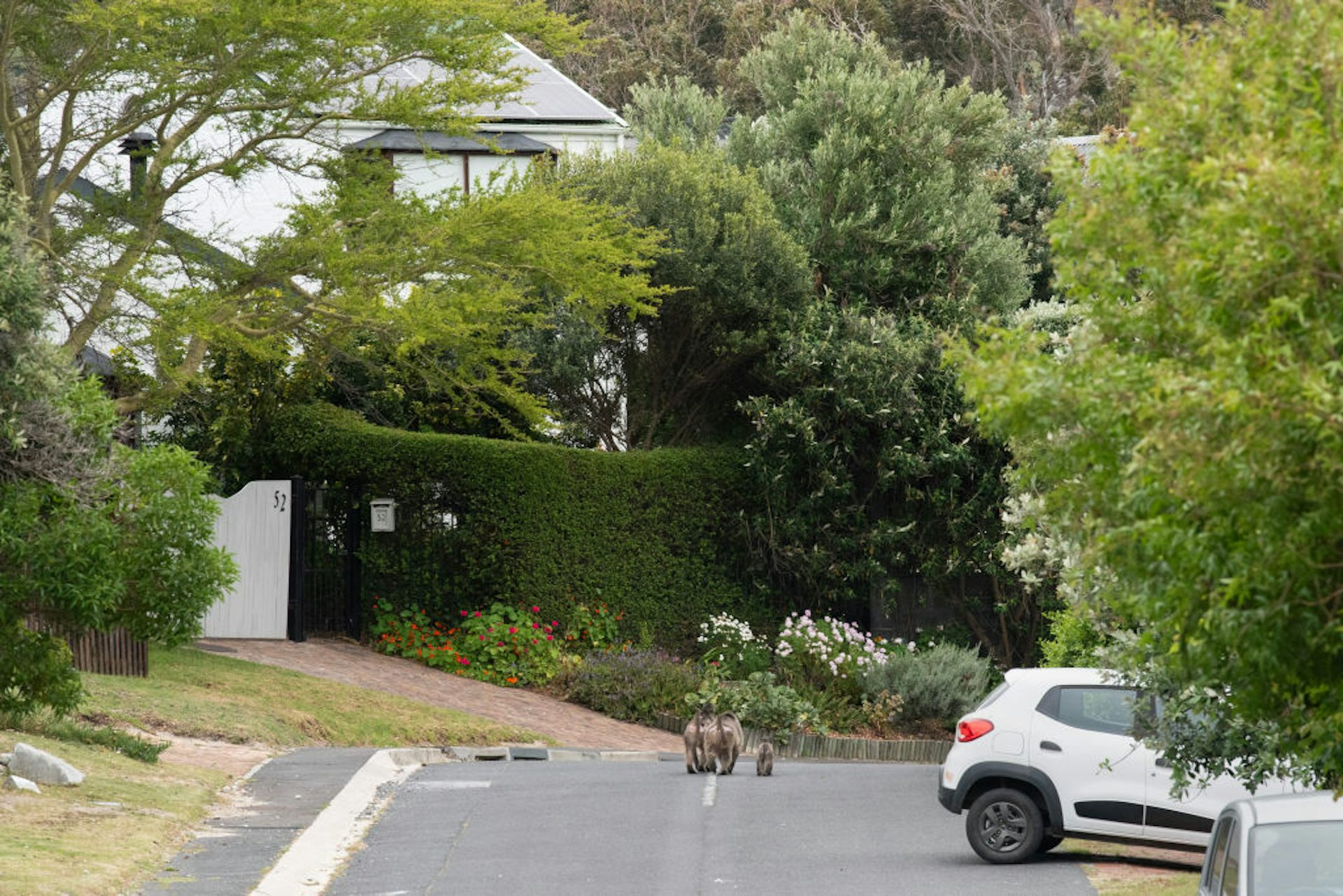 Baboons and human fear: a deep history behind the cruel attacks in South Africa