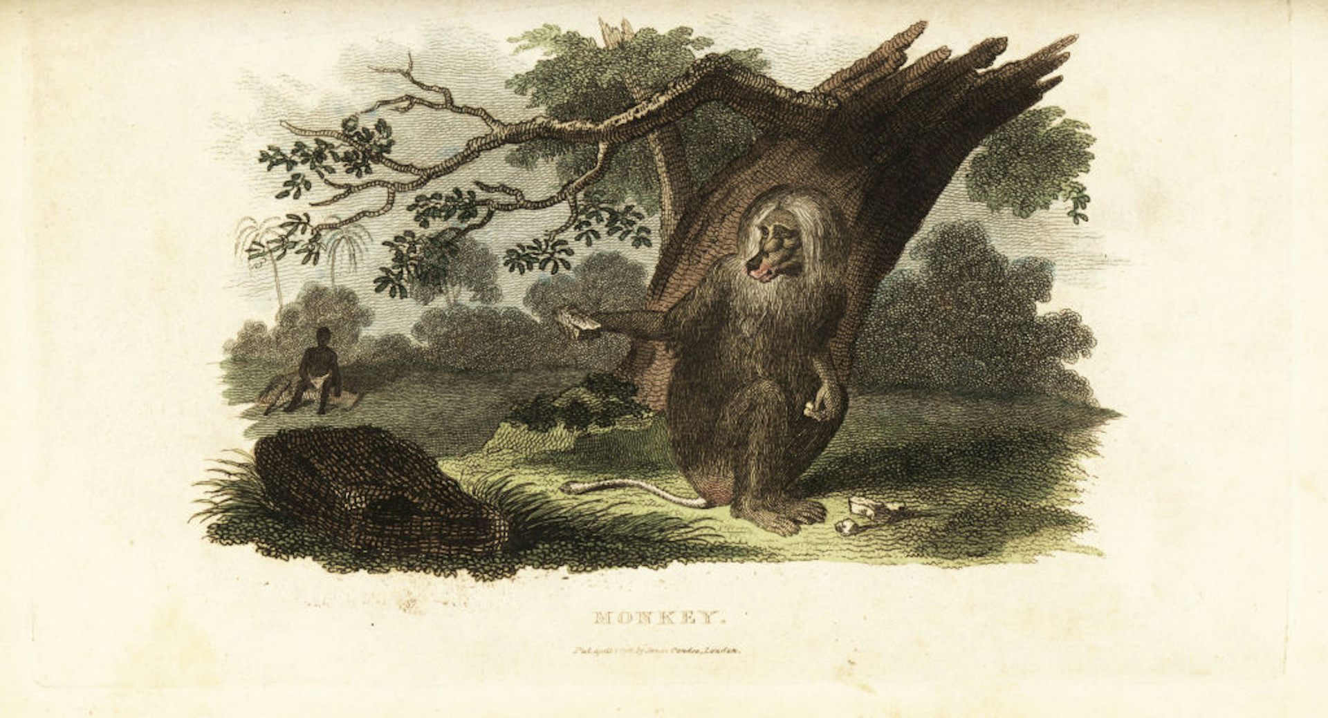 Baboons and human fear: a deep history behind the cruel attacks in South Africa