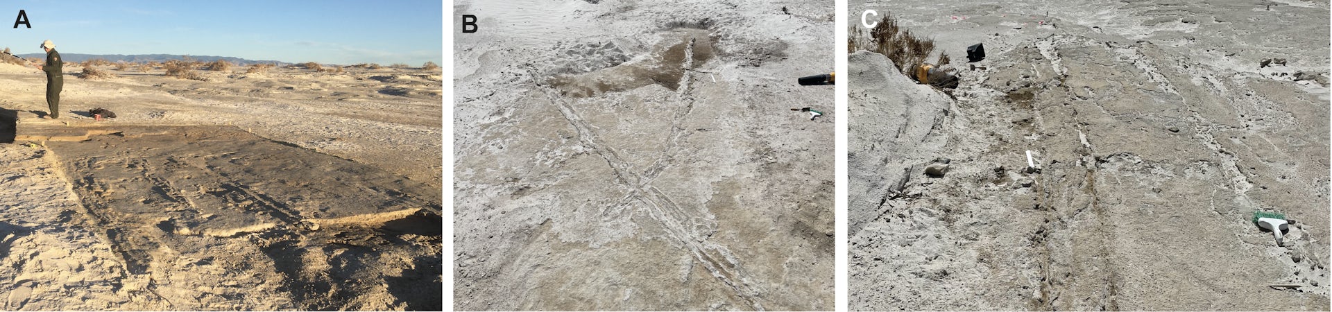Fossil footprints reveal what may be the oldest known handcarts – new ...