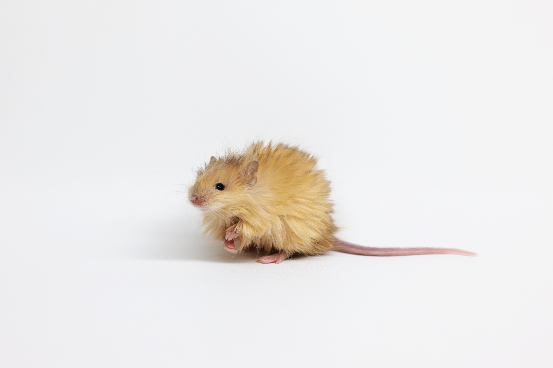 Woolly mice are a first step to resurrecting mammoths, but there’s a ...