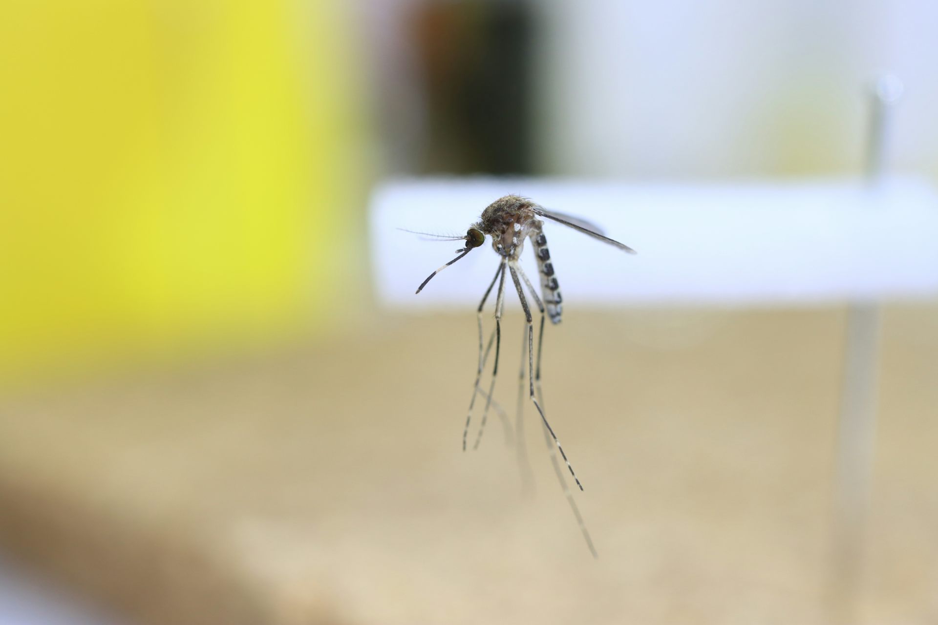 First wind, then rain. Next come the mozzies – here’s how to reduce ...