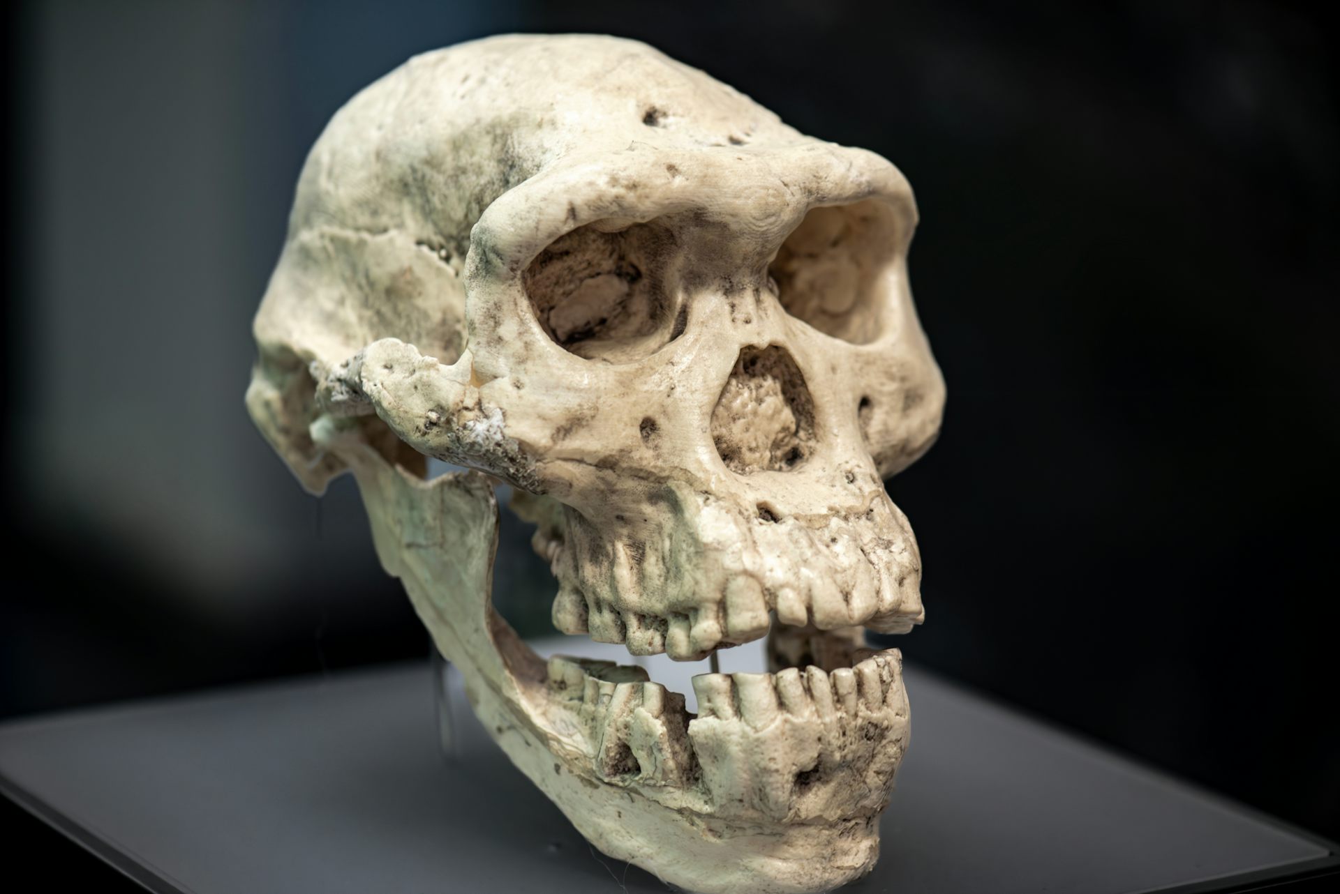 Fossil face discovery highlights challenges faced by Europe’s earliest ...