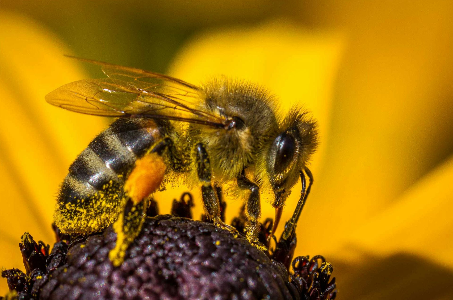 Bee crisis: global warming will cause onward march of exotic gut parasite