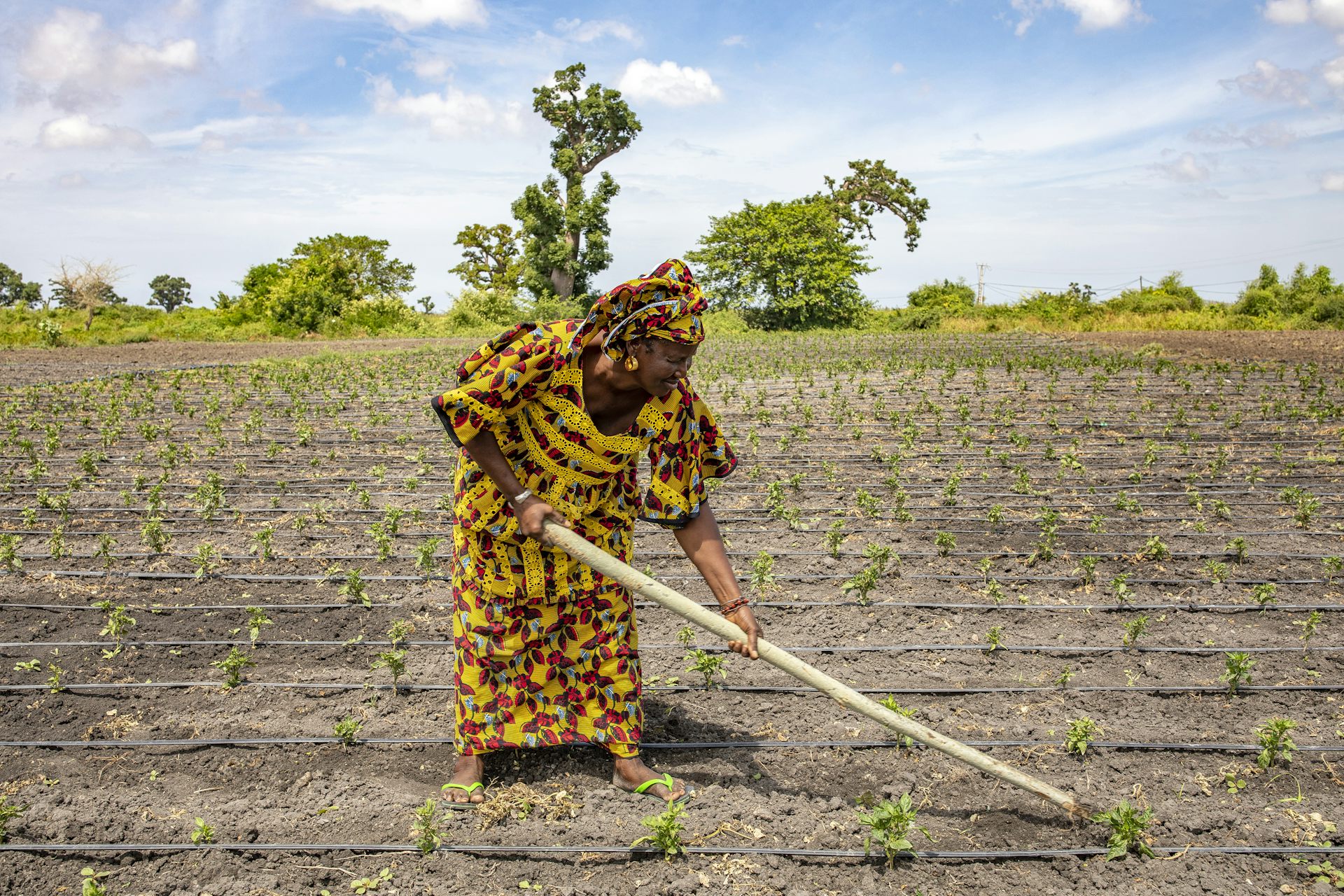 Gel de l'aide américaine : une menace potentielle pour l’agriculture au ...