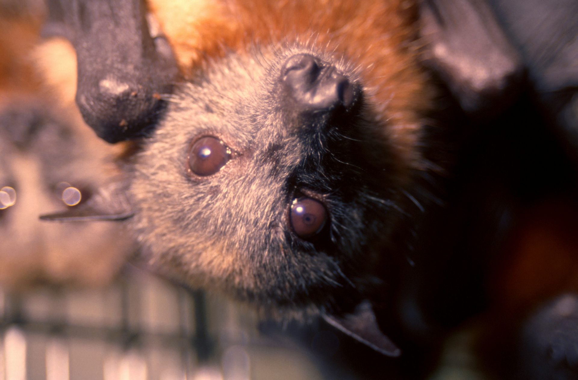 2011: Year of the bat-borne virus