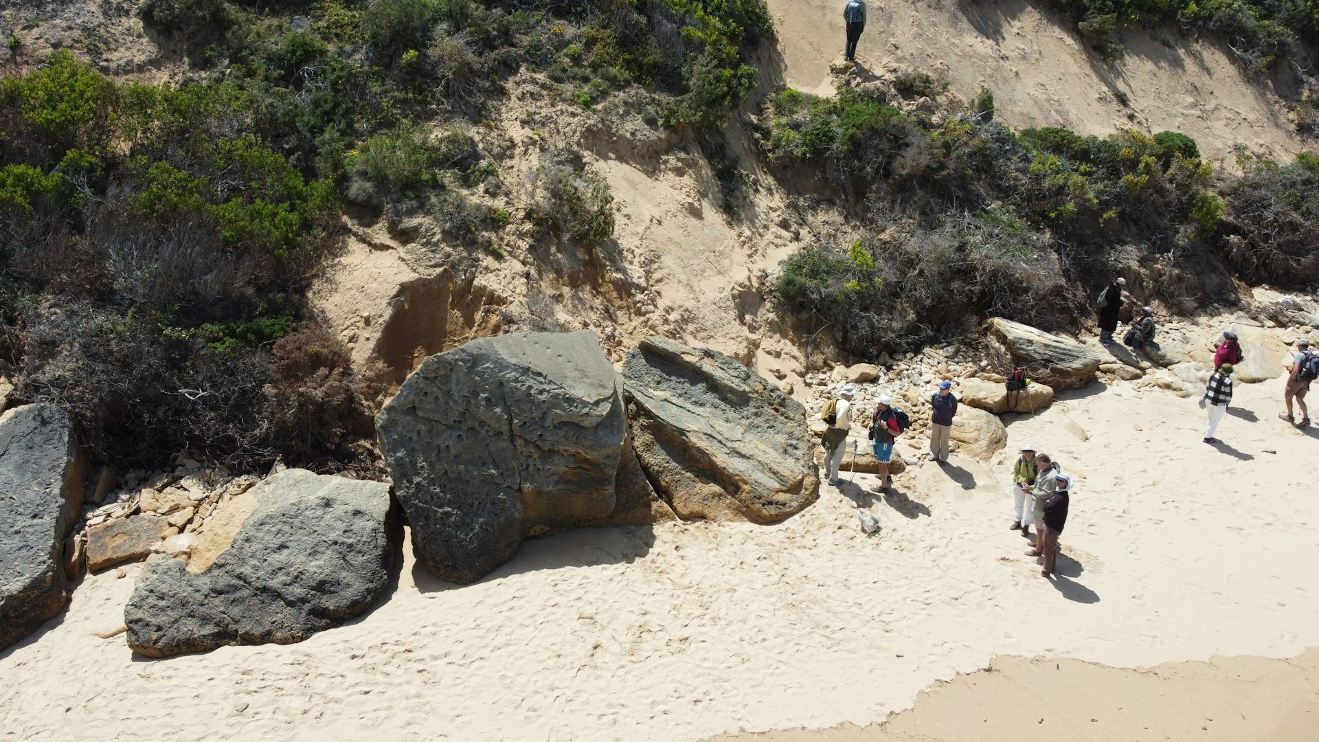 First fossil pangolin tracks discovered in South Africa