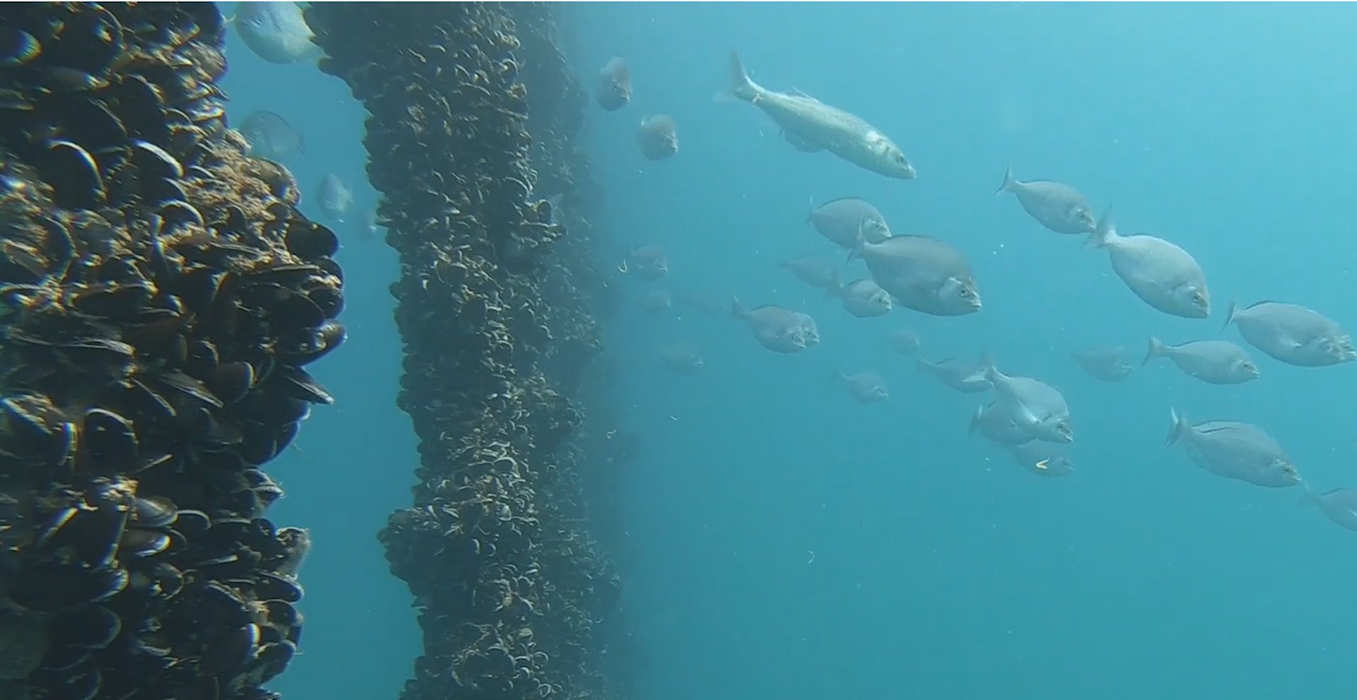 Mussel power: how an offshore shellfish farm is boosting marine life