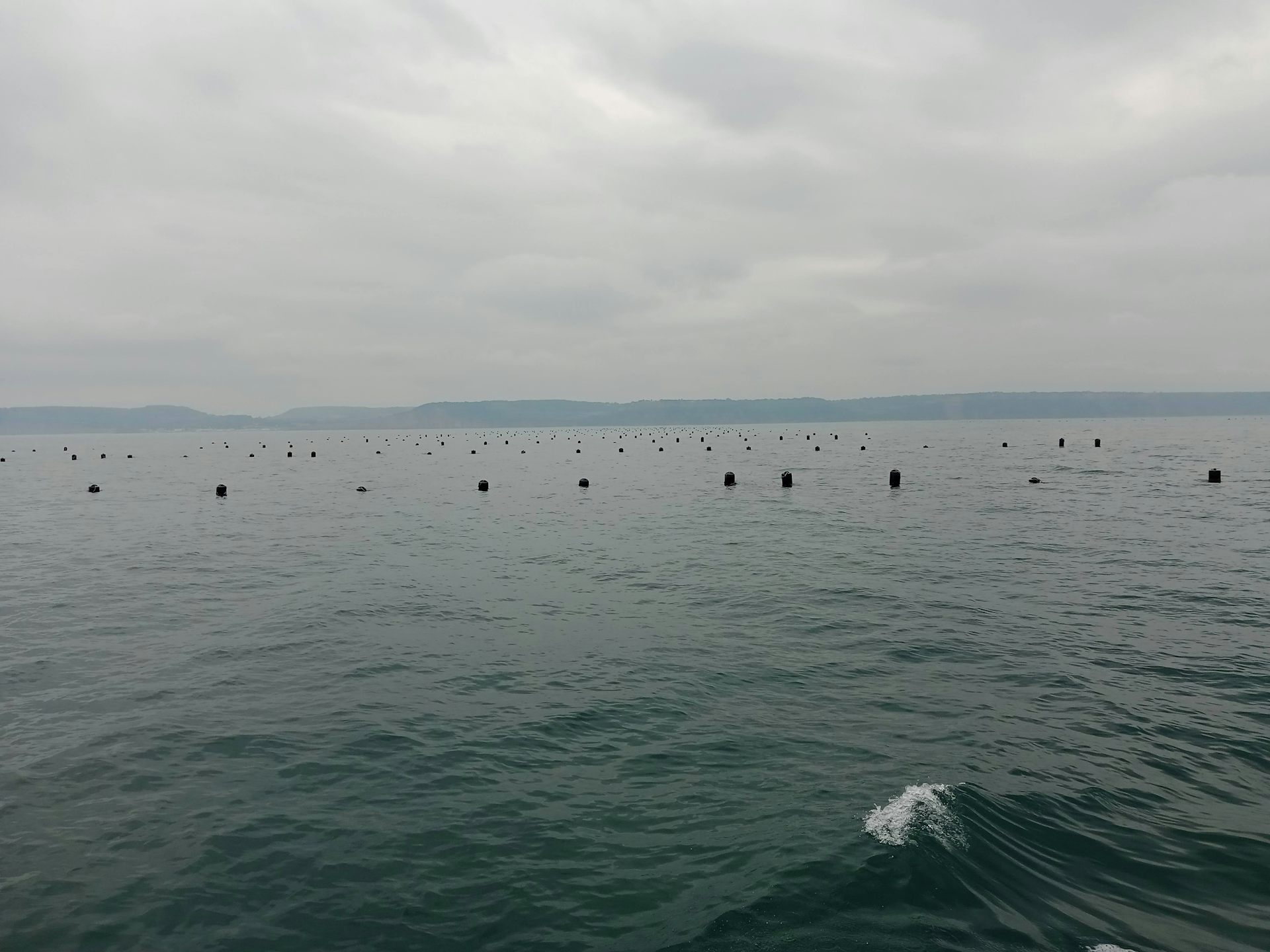 Mussel power: how an offshore shellfish farm is boosting marine life