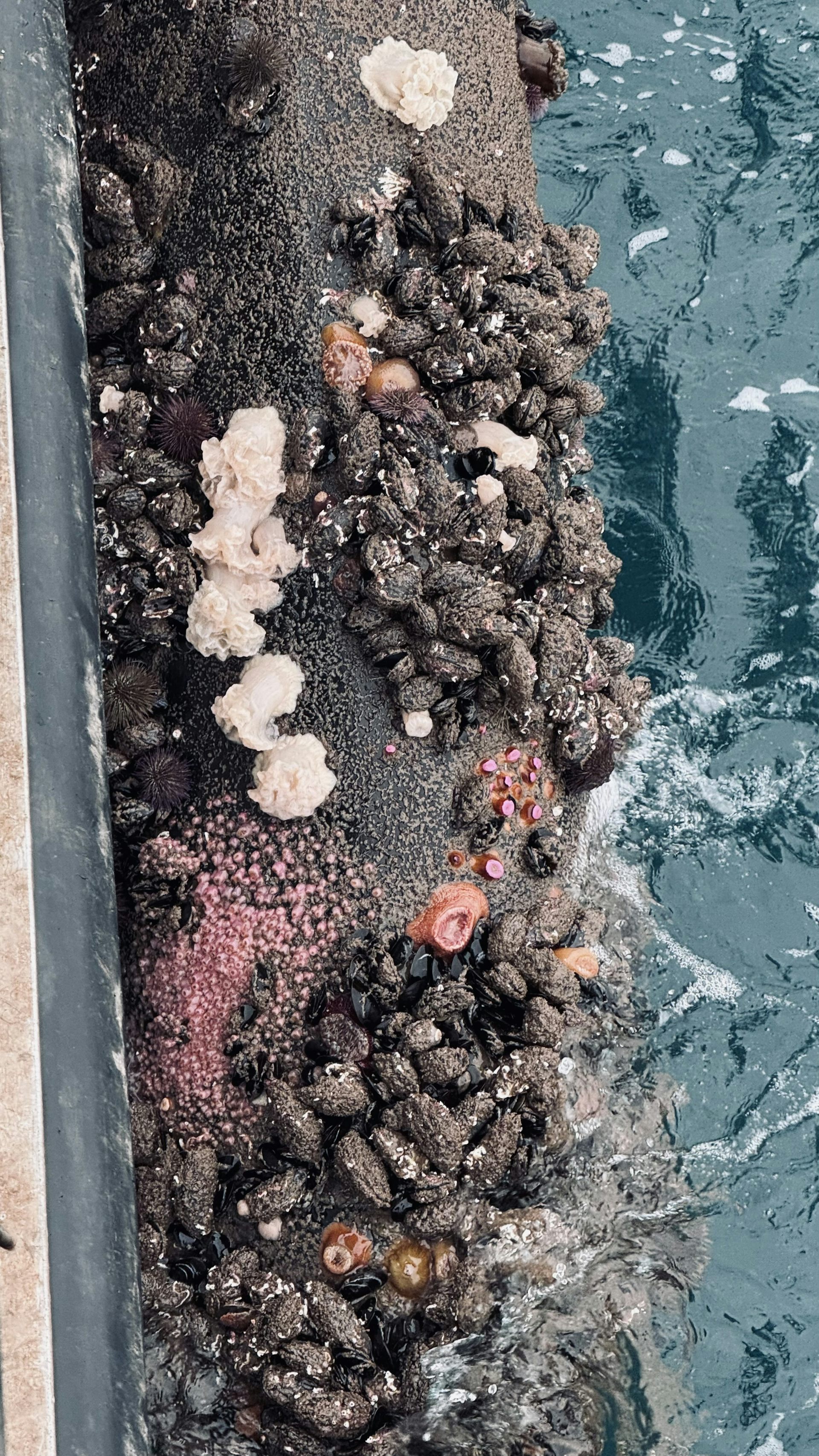 Mussel power: how an offshore shellfish farm is boosting marine life