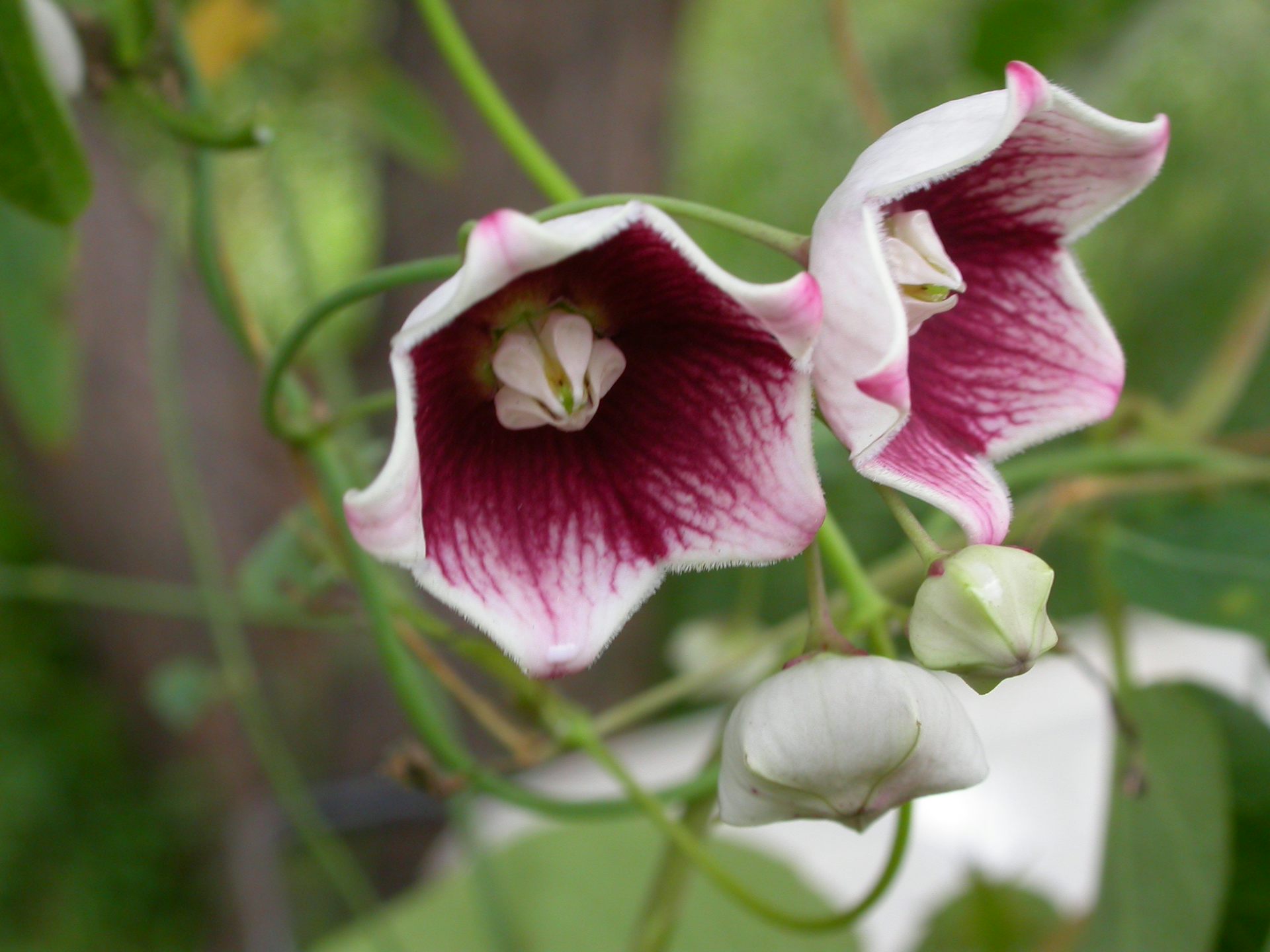 Burkina Faso and Mali’s fabulous flora: new plant life record released