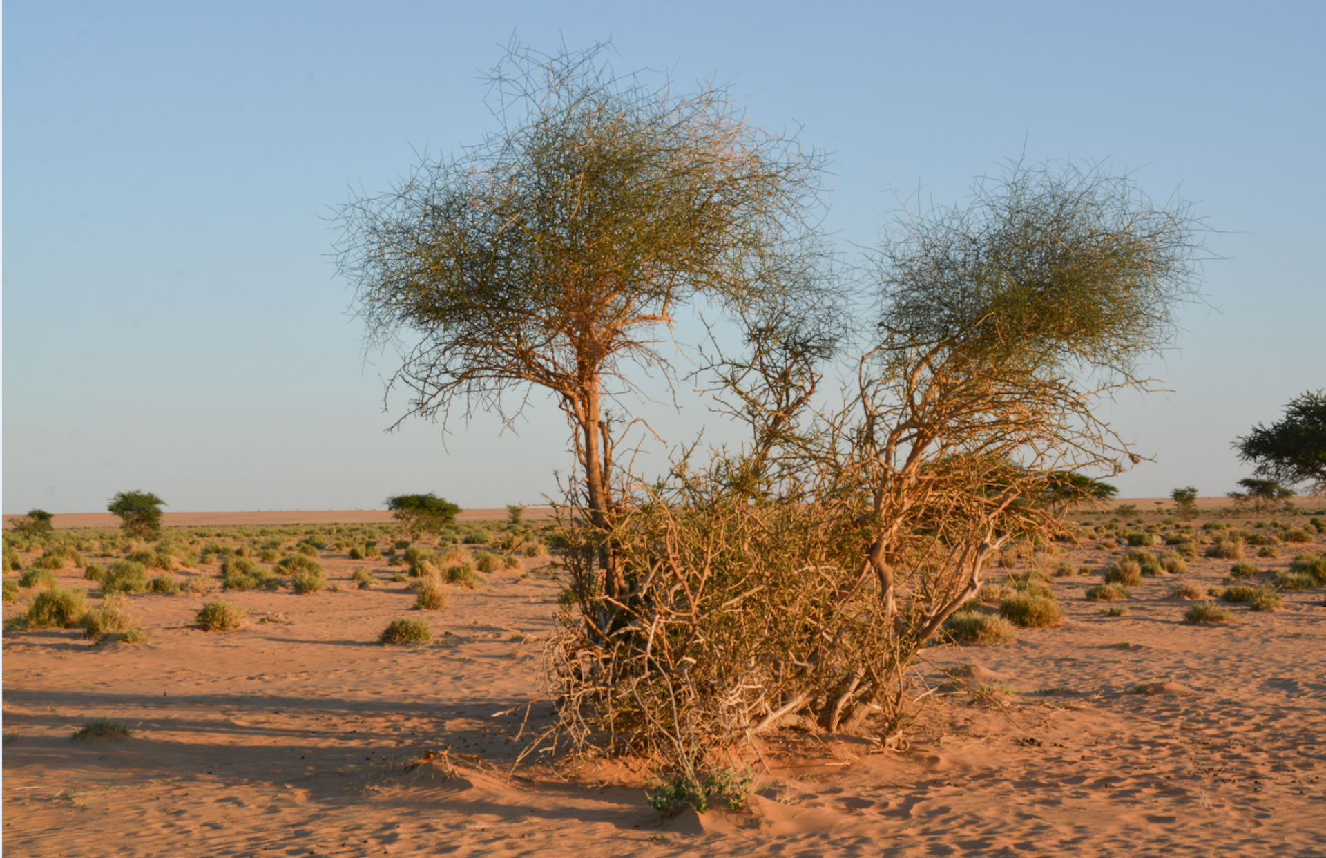 Burkina Faso and Mali’s fabulous flora: new plant life record released