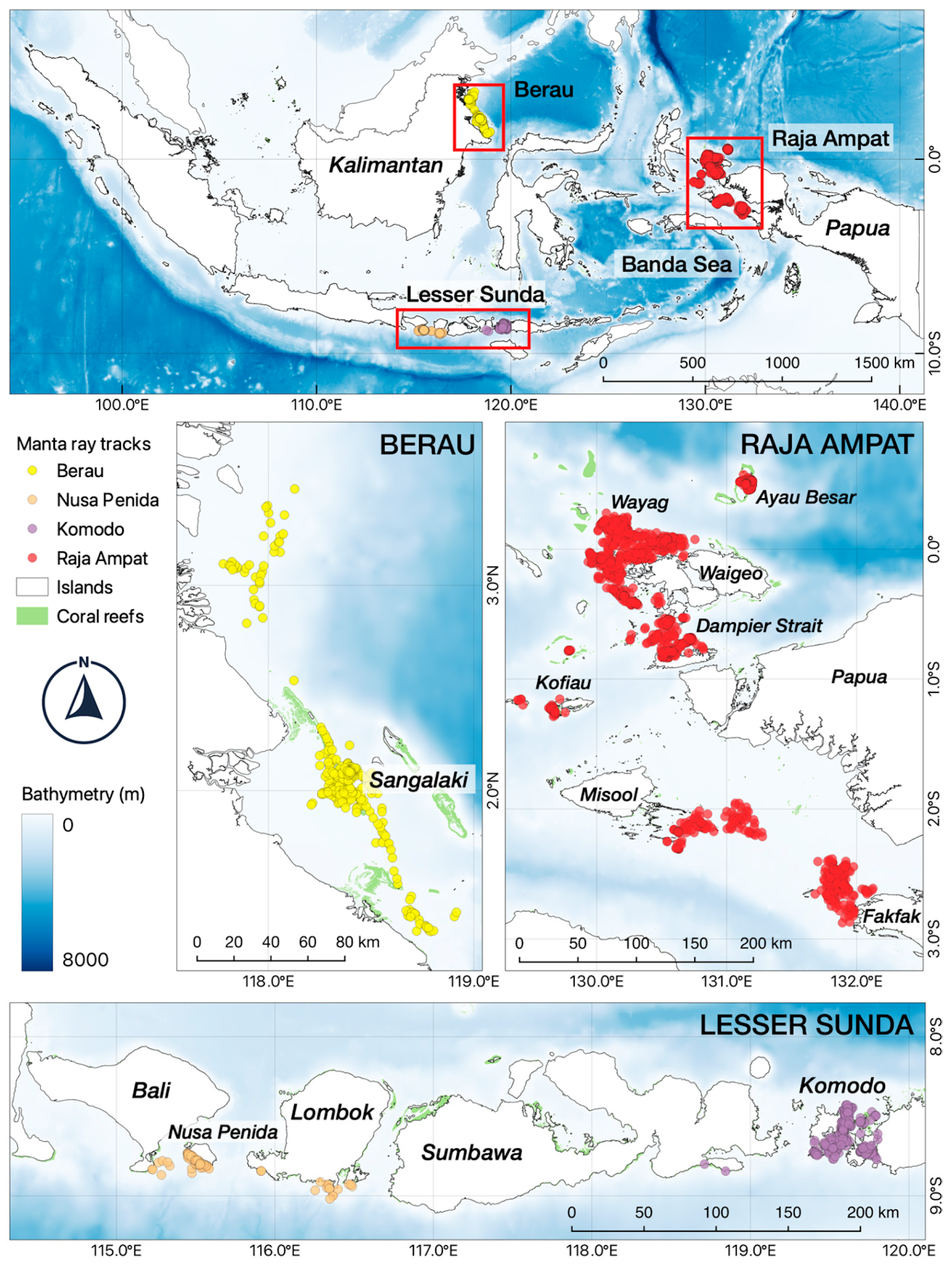 Pari manta karang lebih sering beredar di luar kawasan konservasi ...