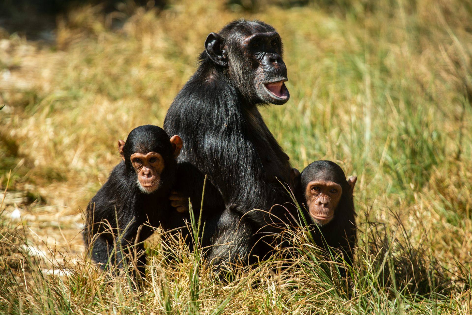 Our ape cousins show us empathy has deep evolutionary roots – new research