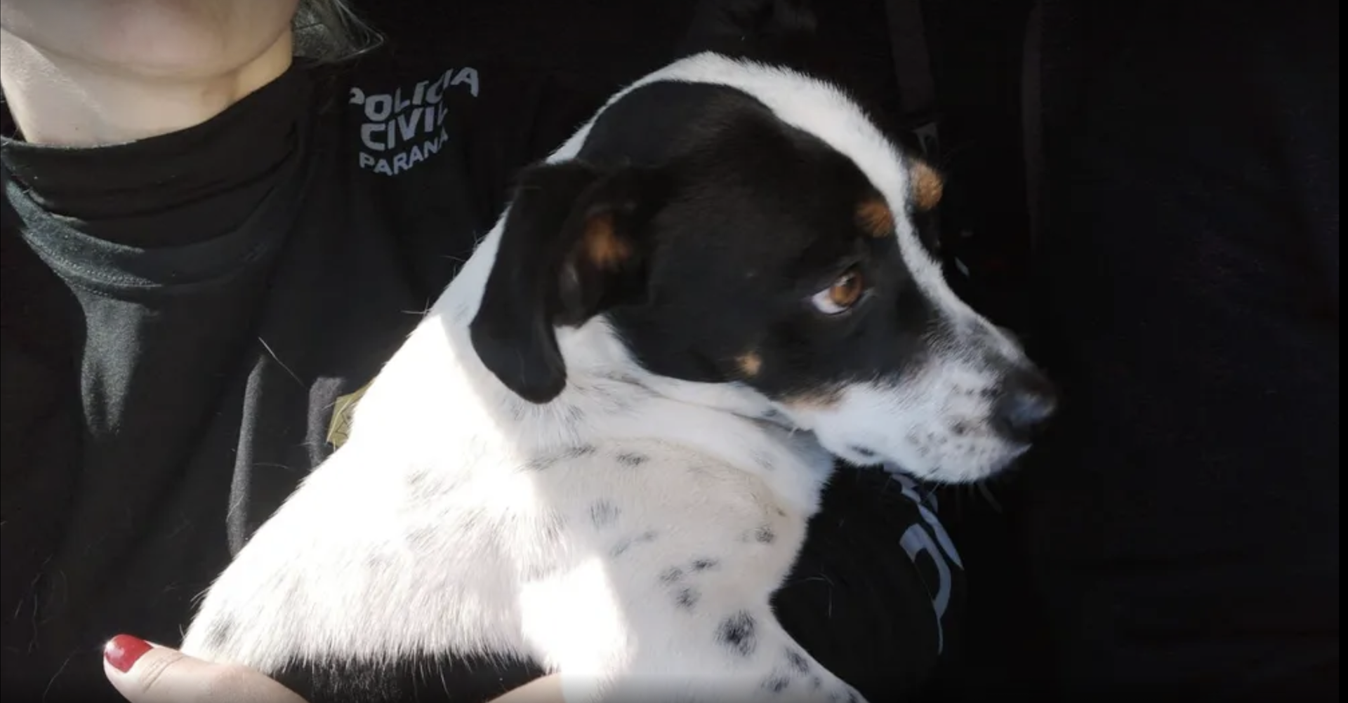 Animais têm direitos? O caso do cão Tokinho marca um avanço histórico ...