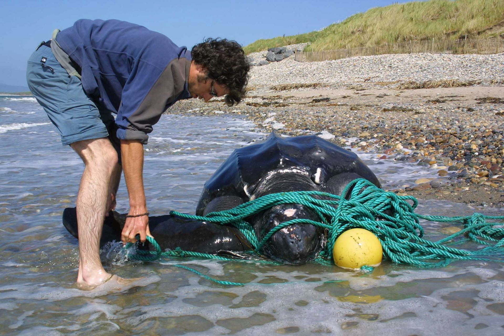 This summer at the beach, watch out for the world’s biggest turtle