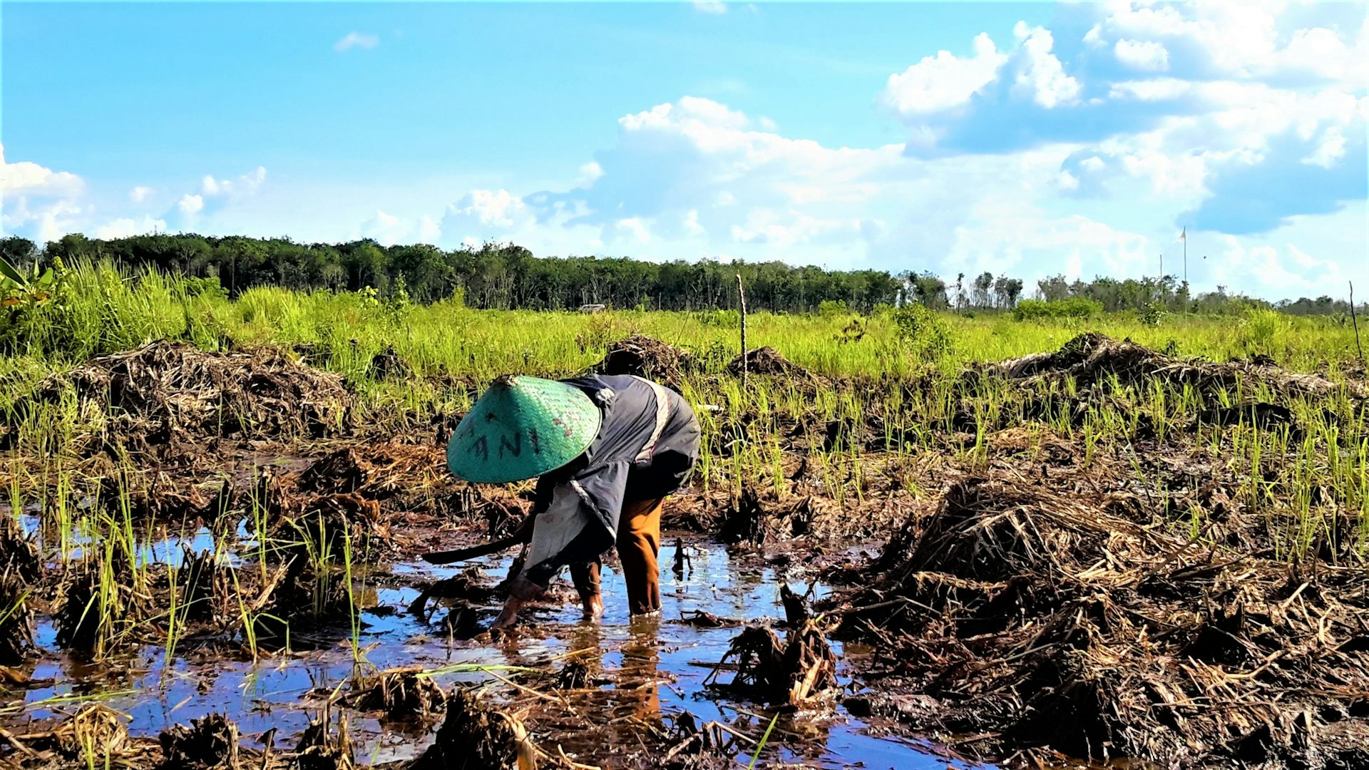 Jejak kejayaan pangan orang Dayak di tanah handil, mungkinkah bisa ...