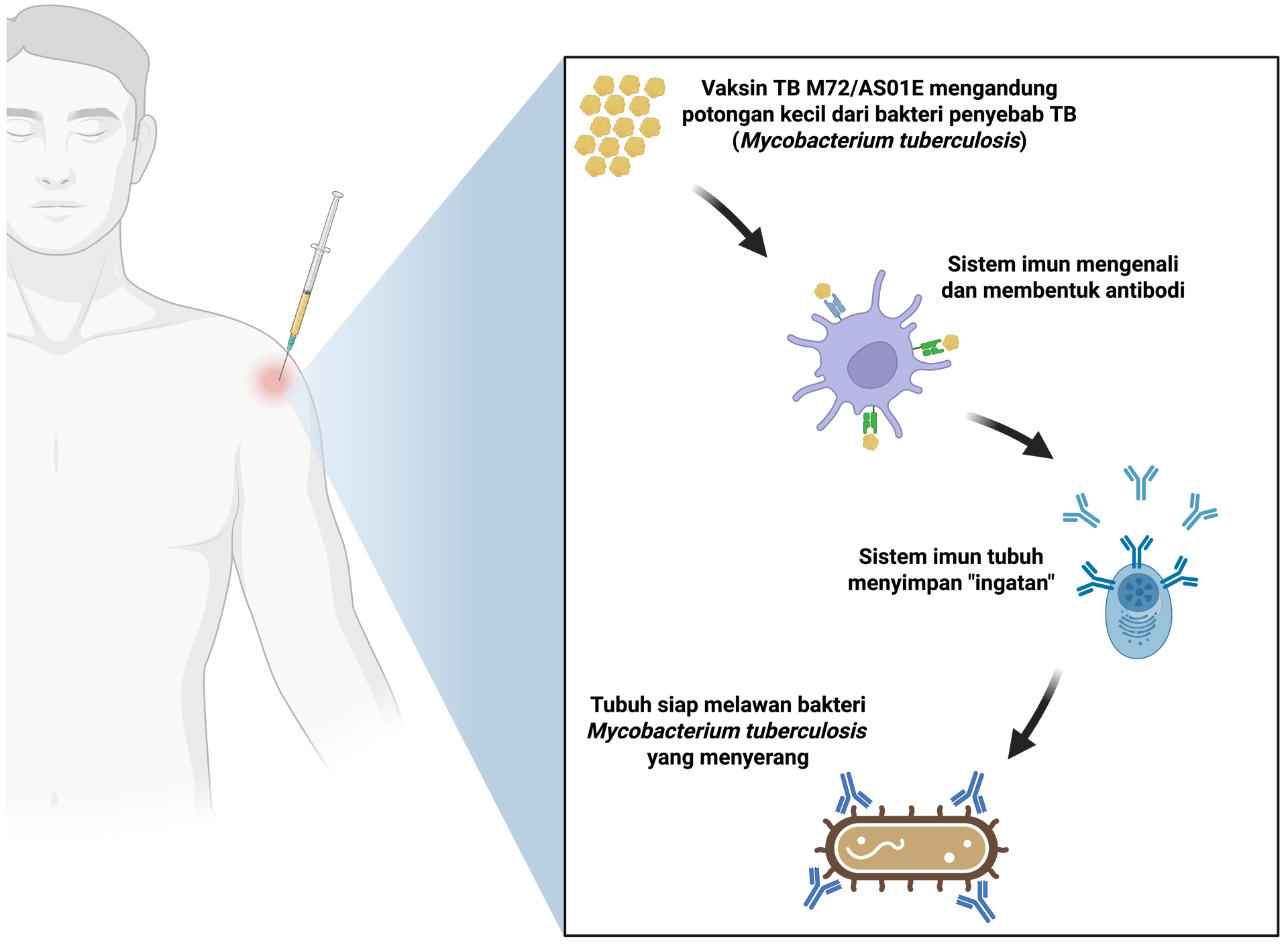 Uji klinis tahap 3 vaksin TB M72: Apa untungnya buat Indonesia?