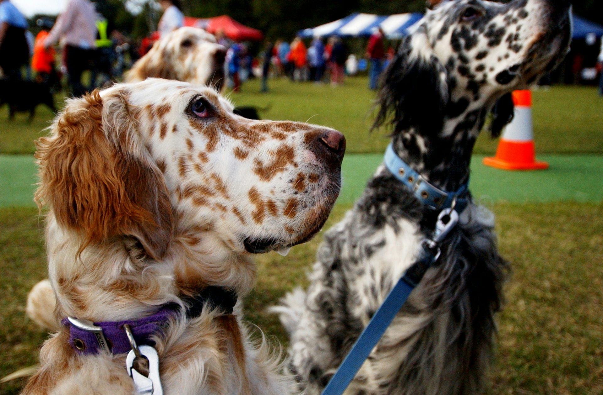 As the Million Paws Walk takes its last lap, other charity fundraising ...