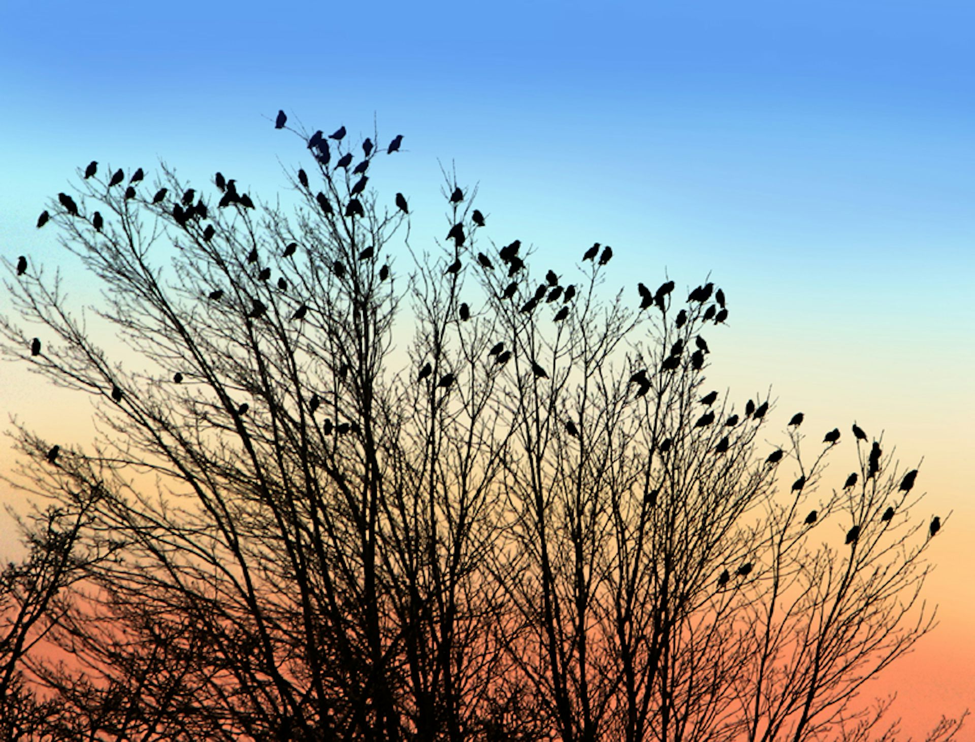 Bird tree of life shows ‘explosive evolution’: studies